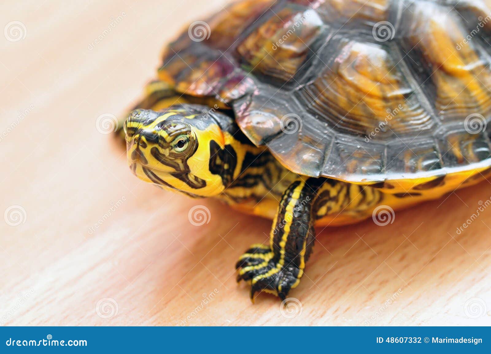 Yellow-bellied slider stock photo. Image of snapper, zoology - 48607332