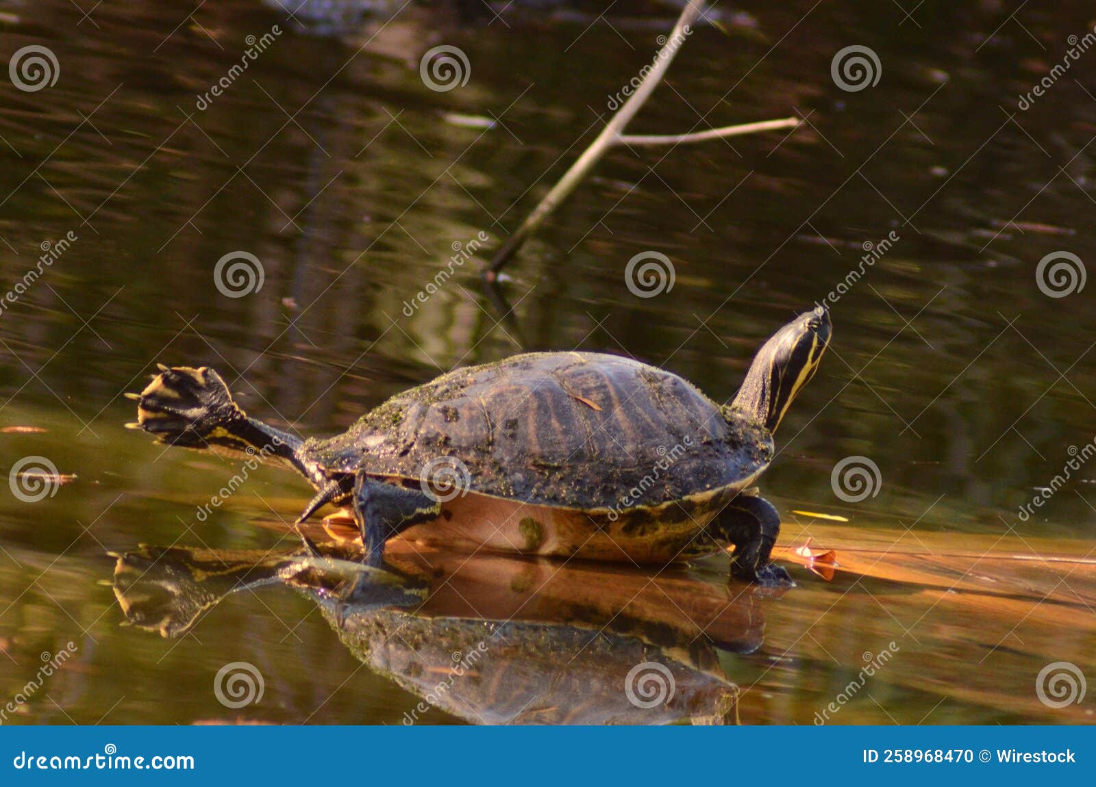 Yellow-bellied Slider, Trachemys Scripta Scripta Walking on a Shallow ...