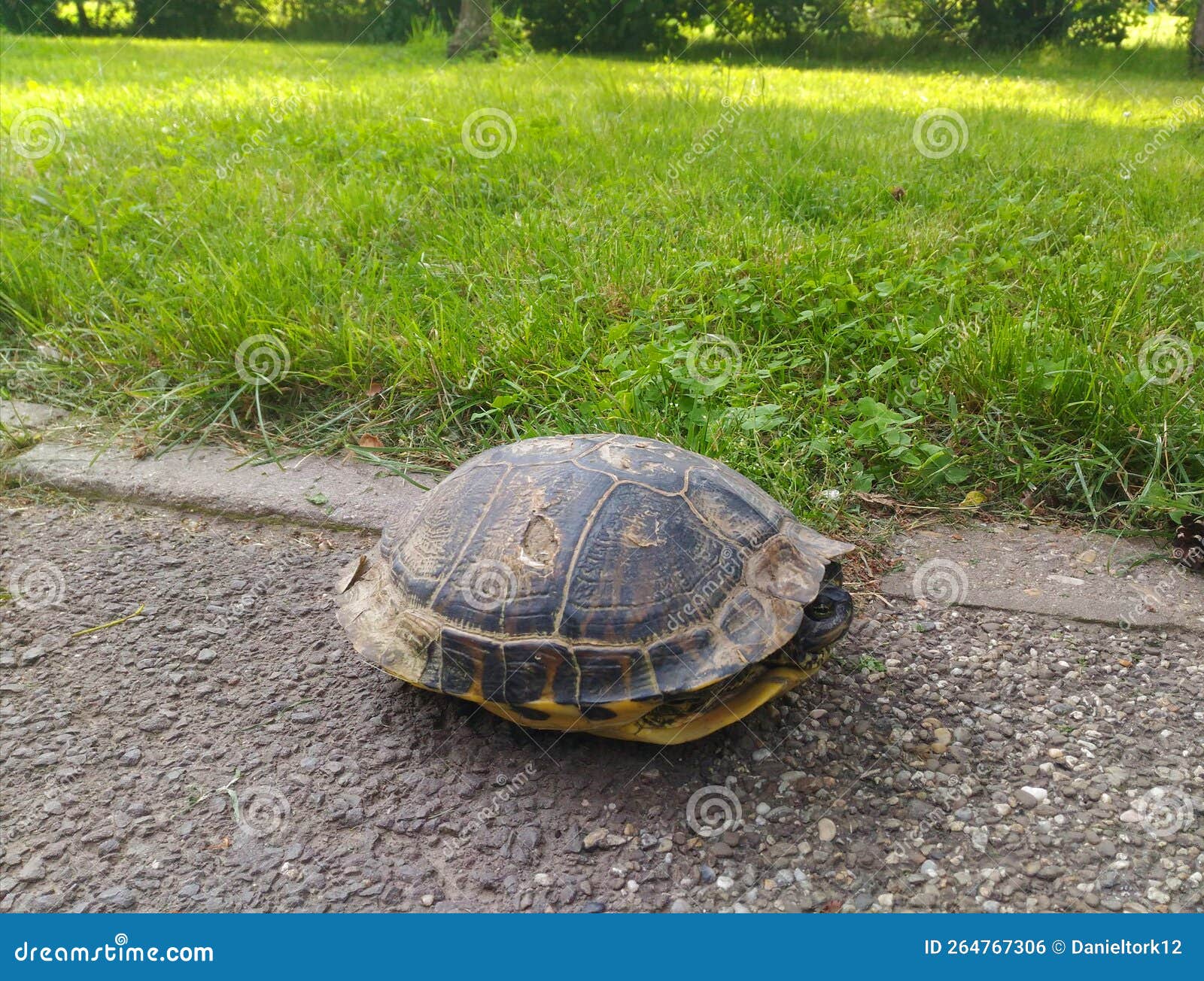 Yellow-bellied Slider Turtle Hiding in Its Shell Stock Photo - Image of ...
