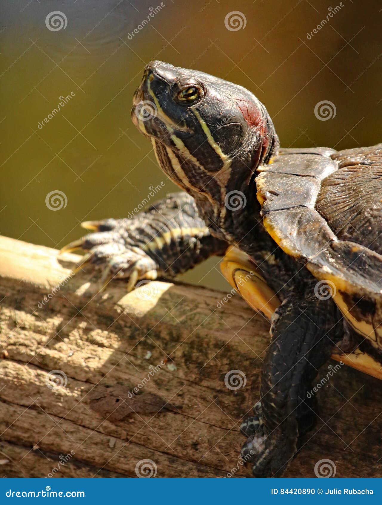 Yellow-bellied Slider Turtle Stock Photo - Image of wildlife, profile ...