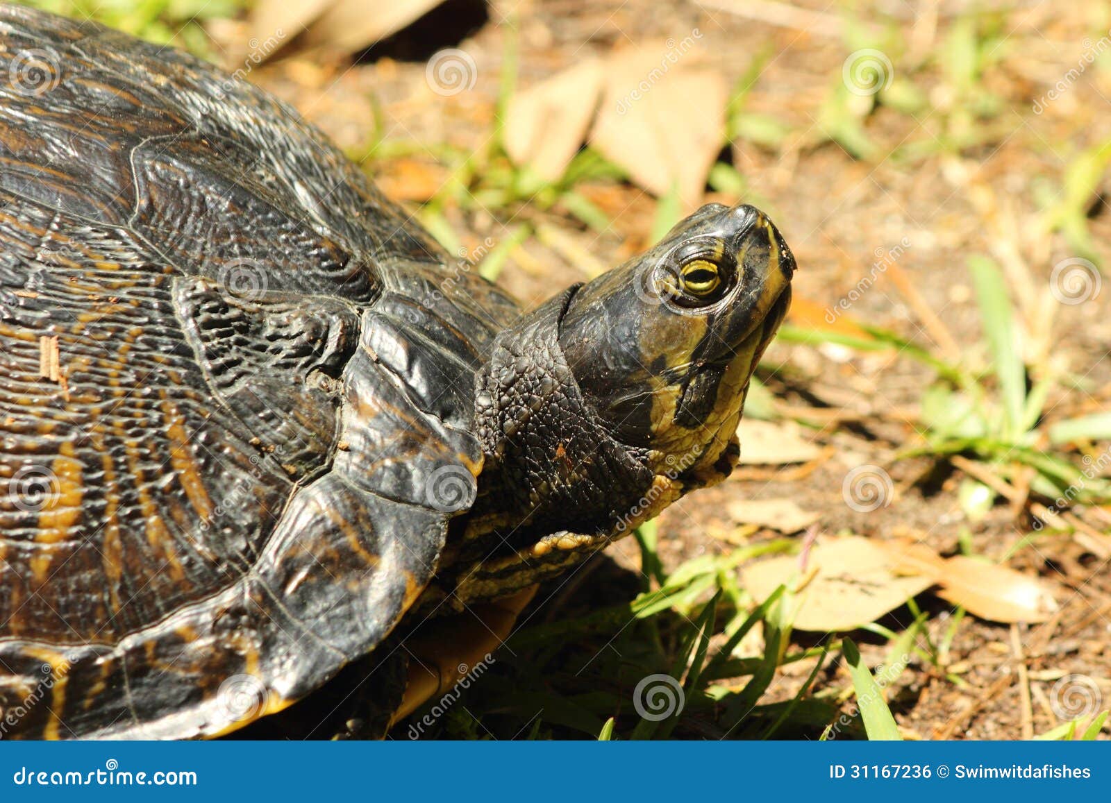 Yellow Bellied Slider Turtle Stock Photo - Image of trachemys, turtle ...