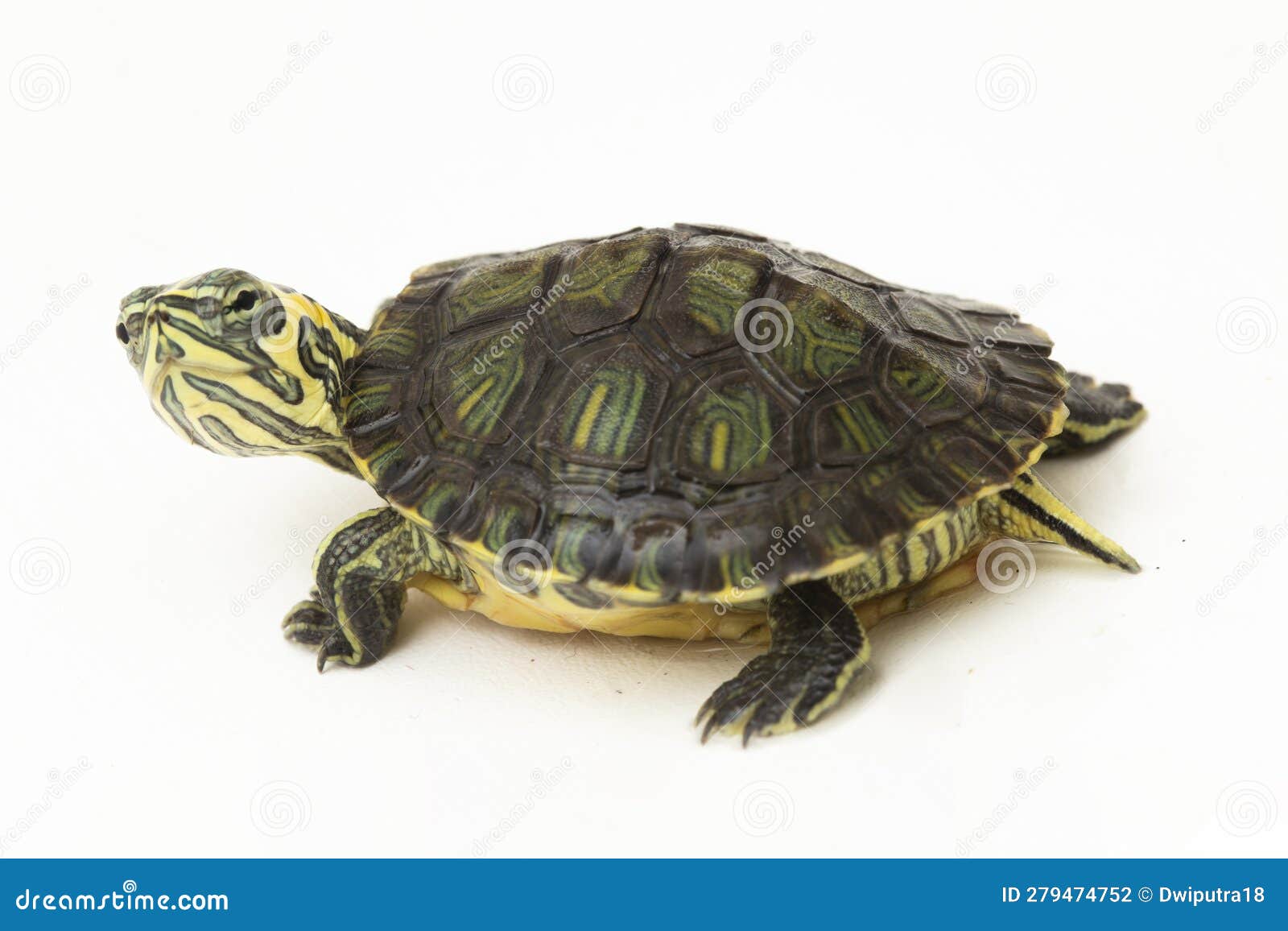 The Yellow-bellied Slider Turtle (Trachemys Scripta Scripta) Isolated ...