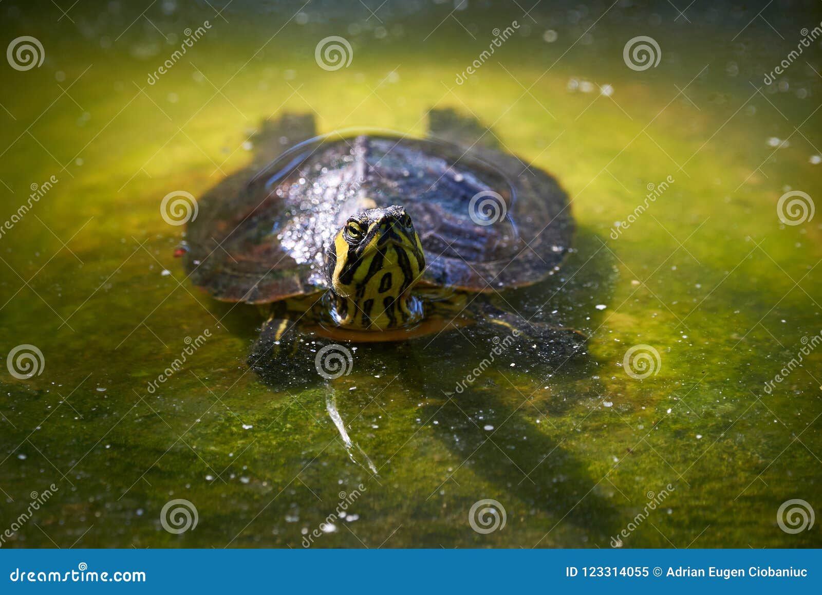 Yellow-bellied Slider Turtle Trachemys Scripta Scripta Stock Image ...