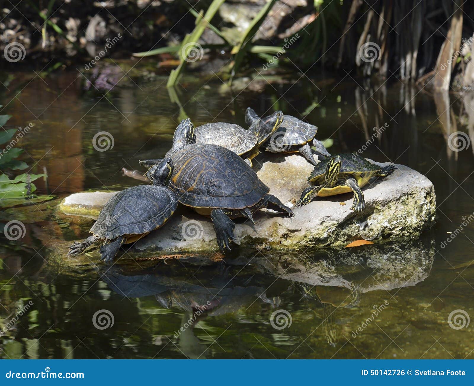 Yellow-bellied Slider Turtles Stock Photo - Image of wild, tropical ...