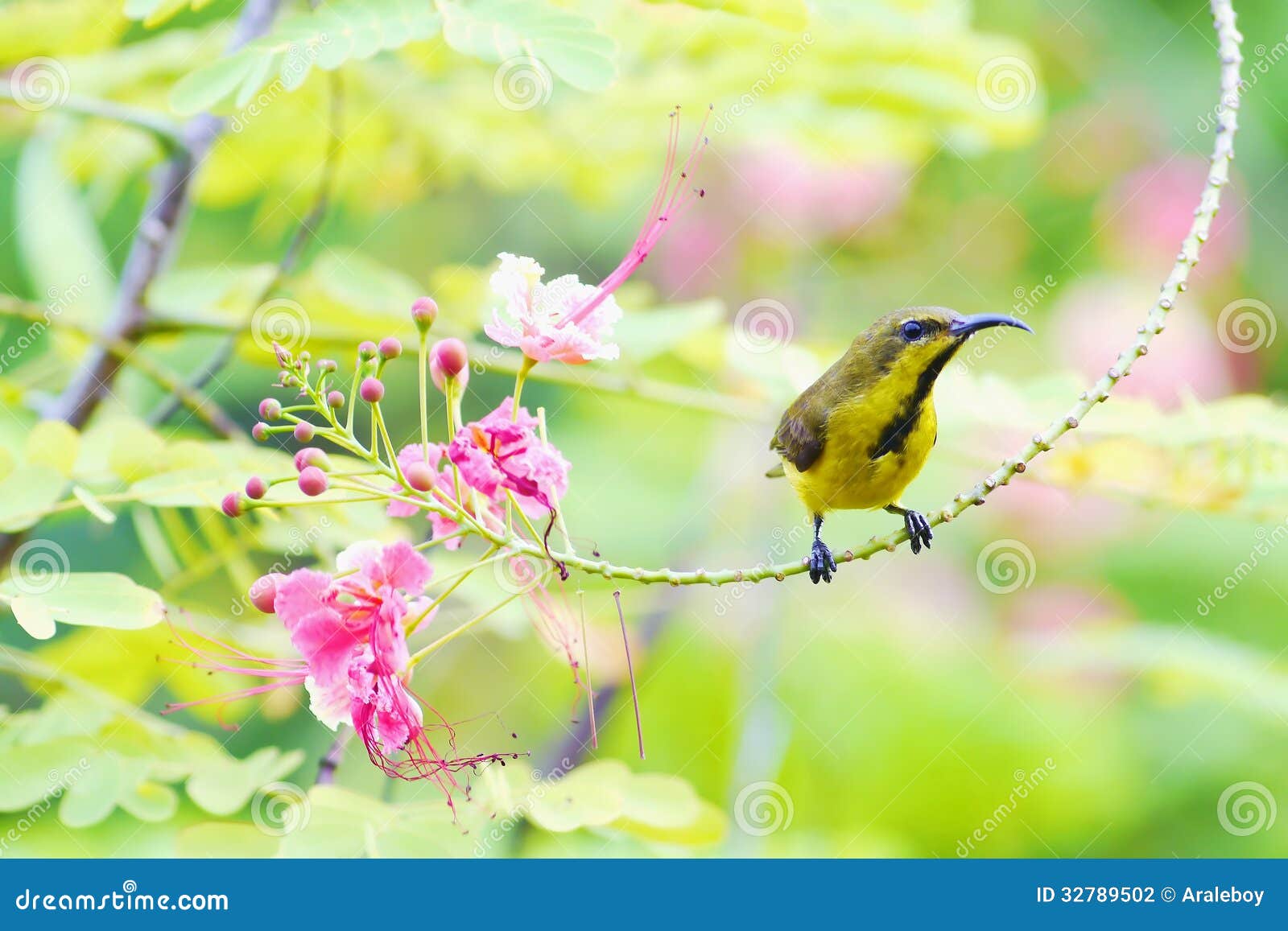 Yellow-bellied sunbird stock photo. Image of beautiful - 32789502