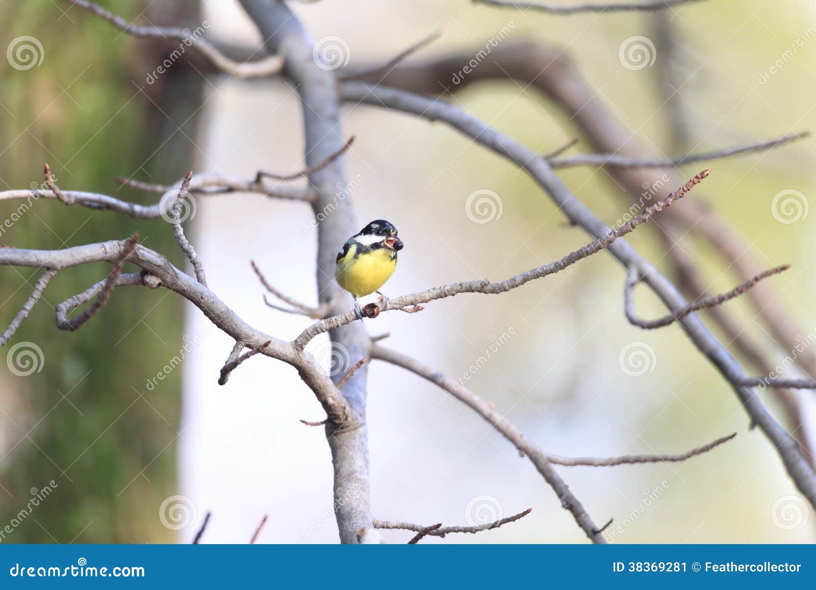 Yellow-bellied Tit stock image. Image of china, yellowbellied - 38369281