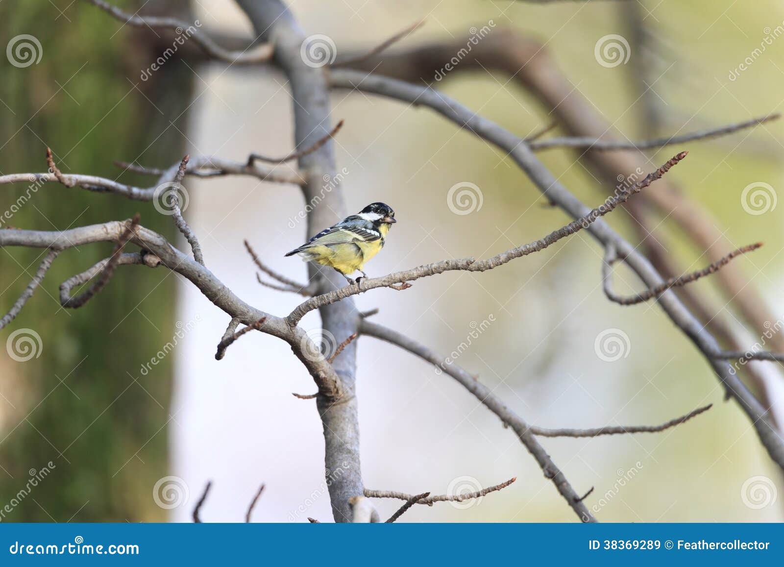 Yellow-bellied Tit stock image. Image of animal, venustulus - 38369289