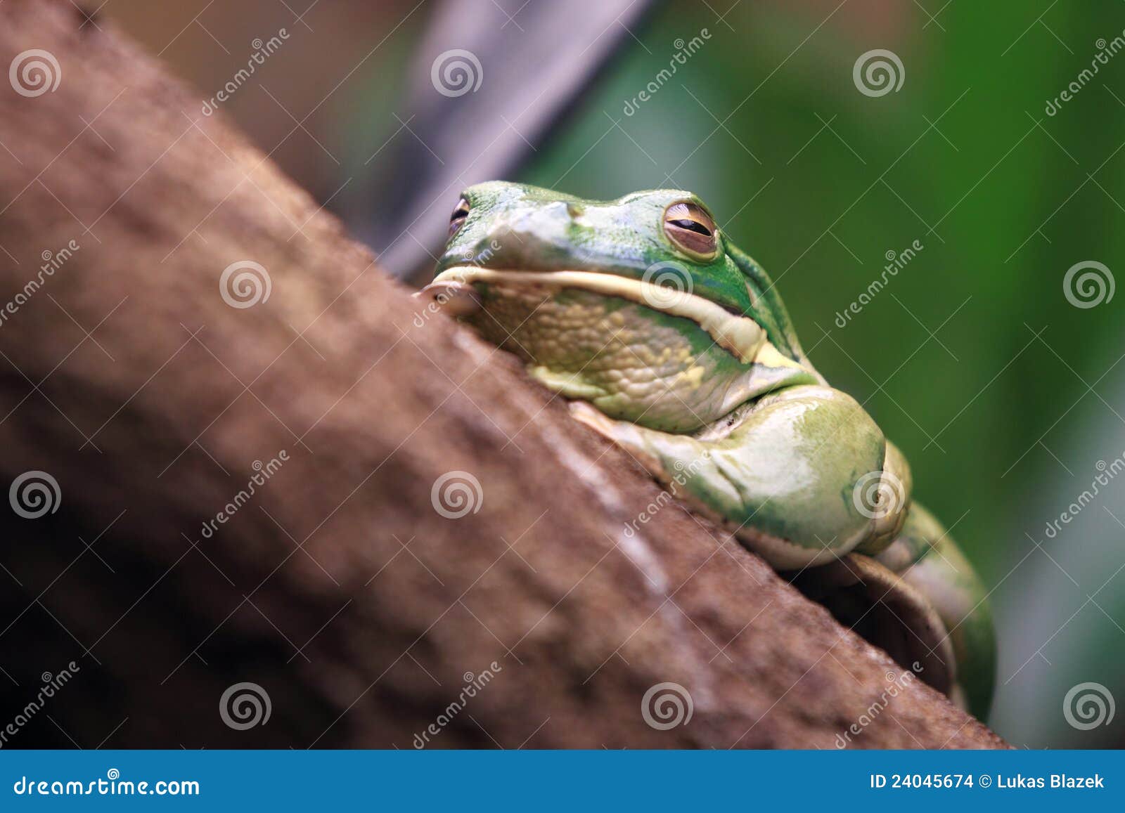 Yellow-bellied toad stock photo. Image of bellied, variegata - 24045674