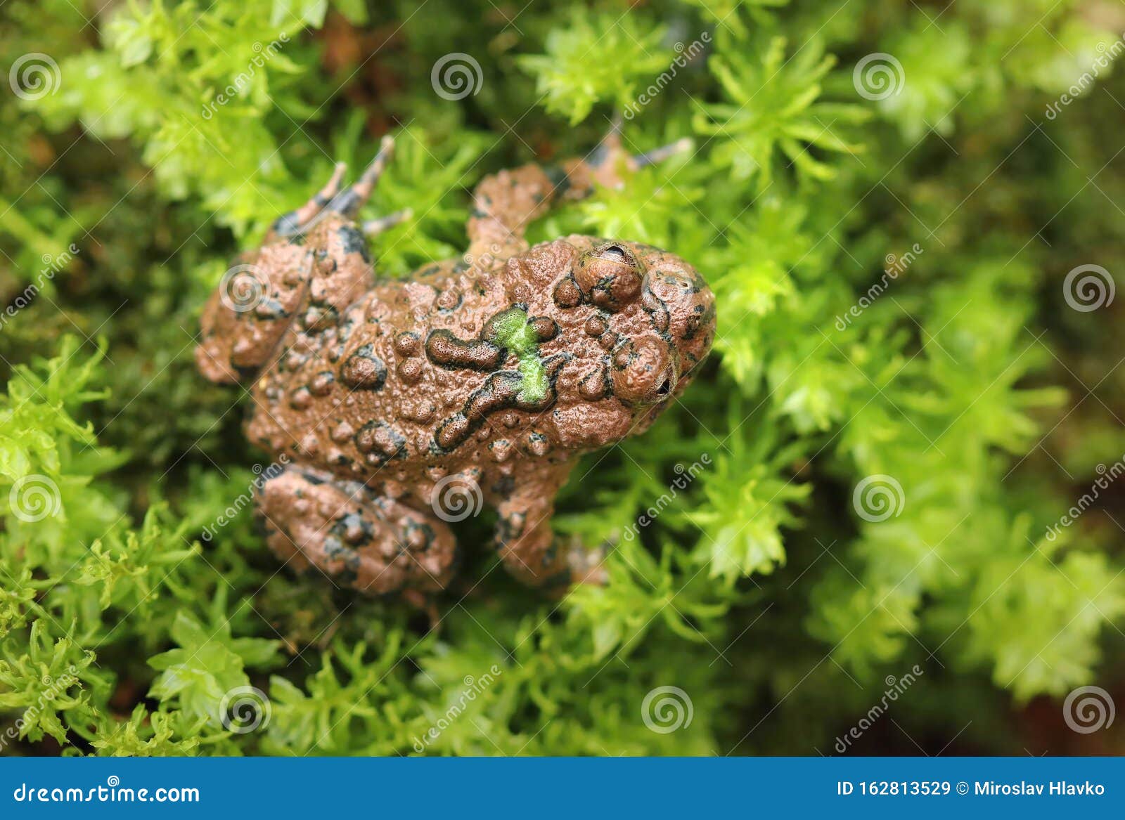 Yellow Bellied Toad Bombina Maxima Stock Image - Image of bombina, wren ...