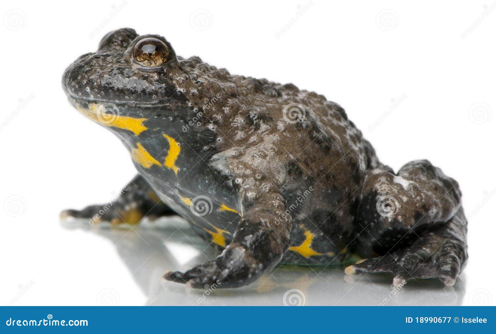 Yellow-Bellied Toad, Bombina Variegata Stock Image - Image of sitting ...