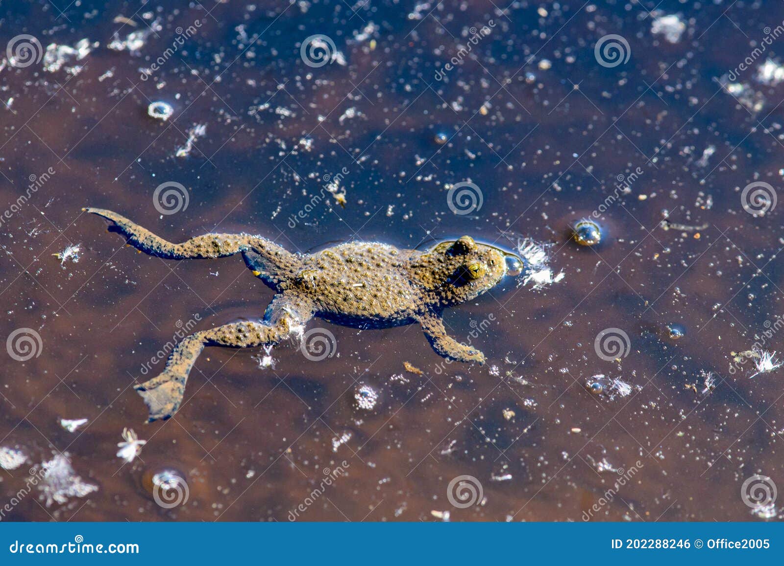 Yellow-bellied toad stock photo. Image of toad, natre - 202288246