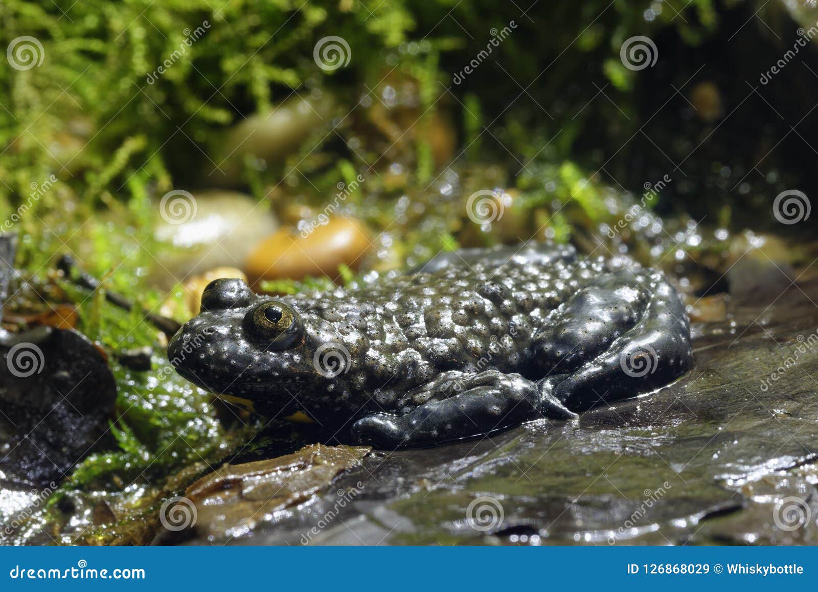 Yellow-bellied Toad stock image. Image of wildlife, toad - 126868029