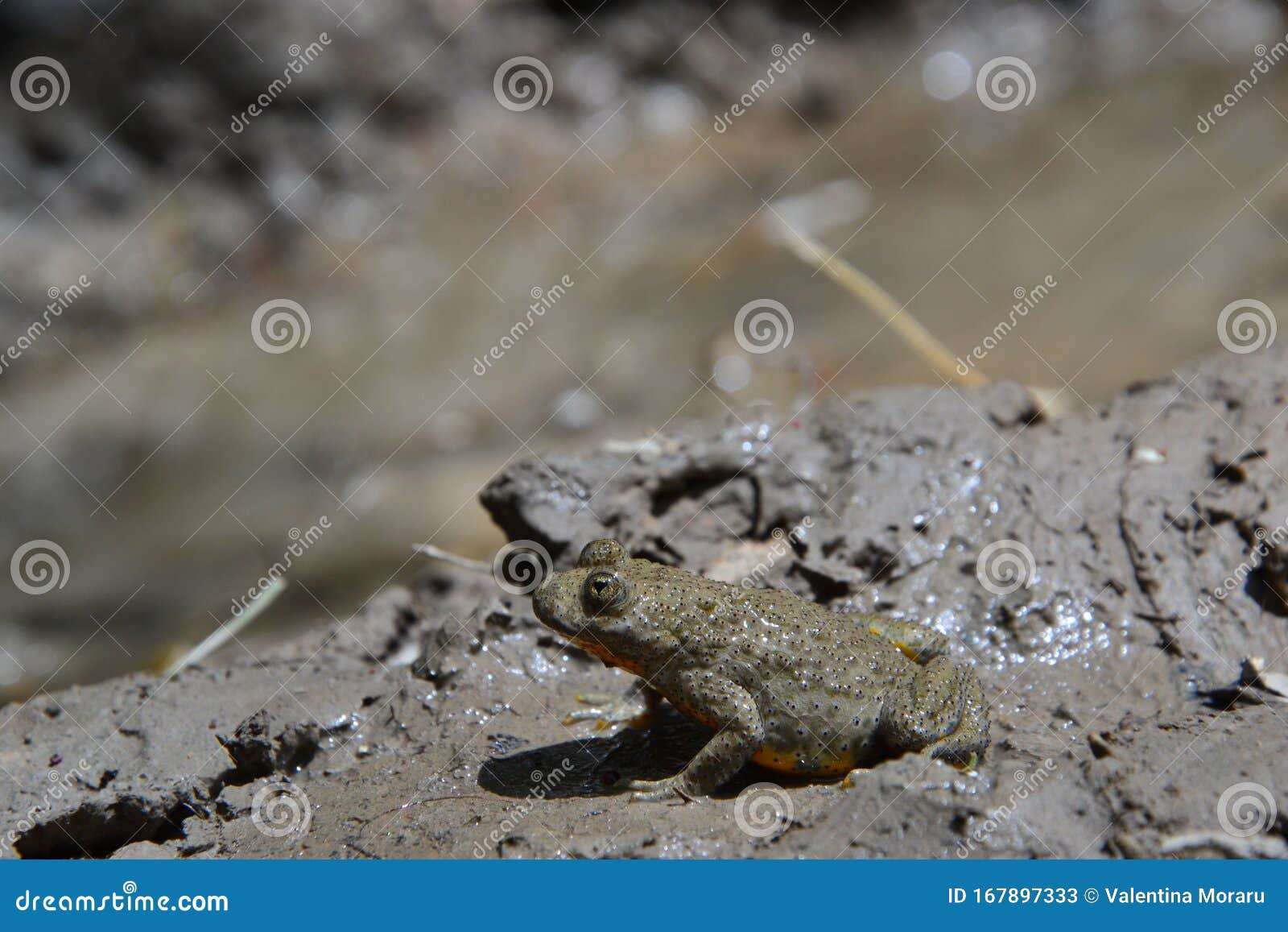 Yellow-Bellied Toad Bombina Variegata Stock Image - Image of space ...
