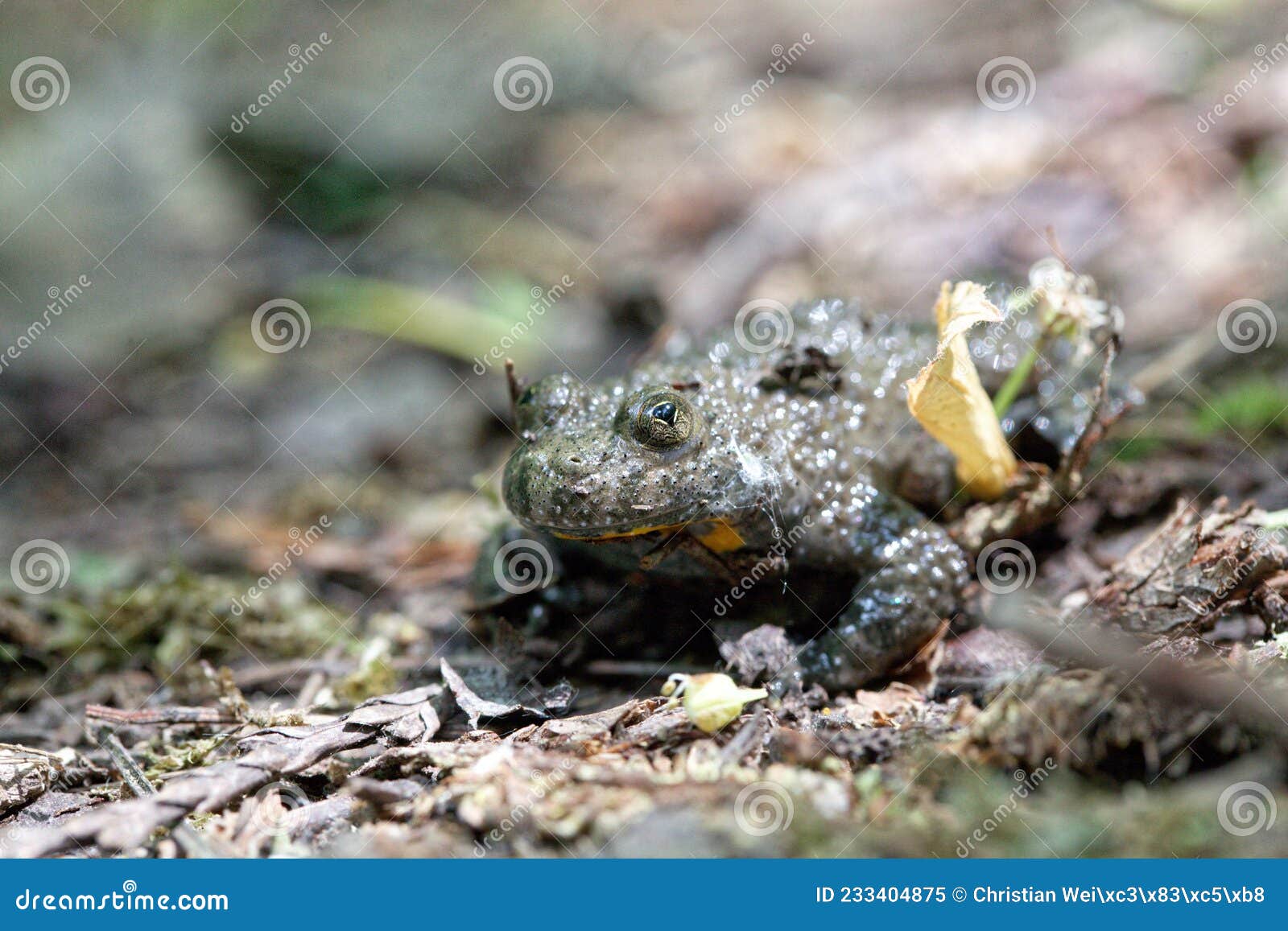 Yellow-bellied Toad, Bombina Variegata Stock Image - Image of amphibian ...