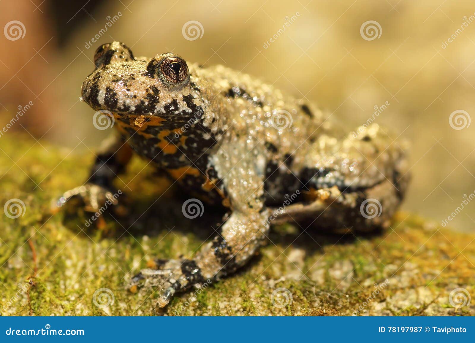 Yellow bellied toad stock image. Image of pond, toad - 78197987