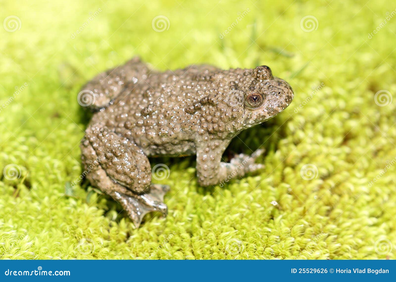 Yellow Bellied Toad (frog) on Green Moss Stock Photo - Image of frog ...