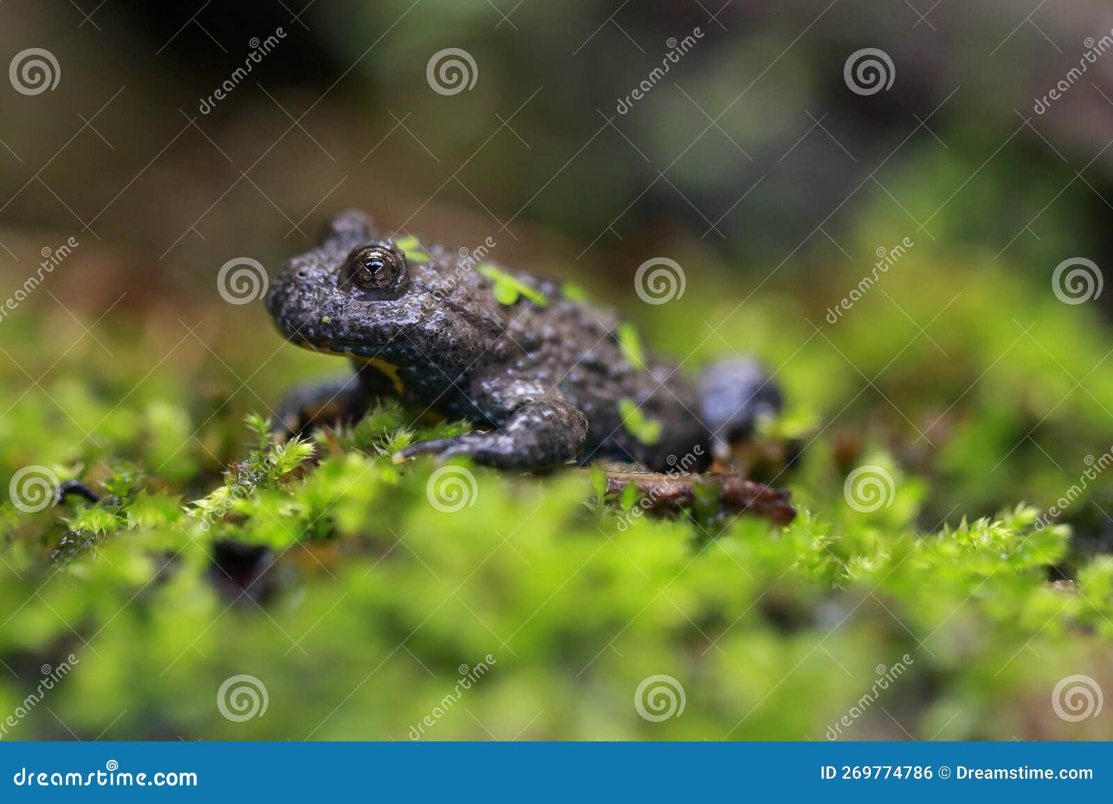 Yellow-bellied Toad Sitting in Some Moss Stock Photo - Image of ...