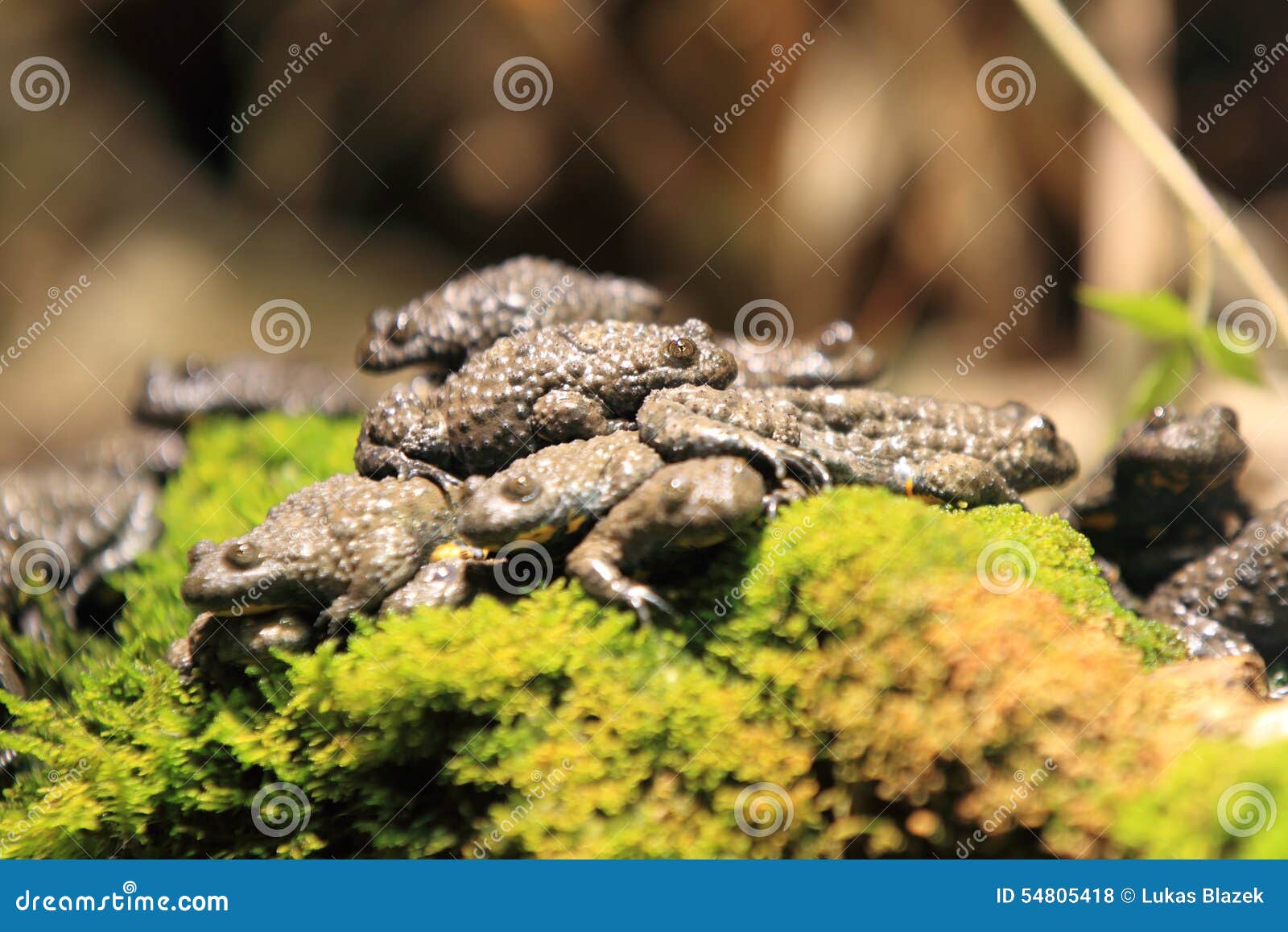 Yellow-bellied toads stock photo. Image of toad, variegata - 54805418