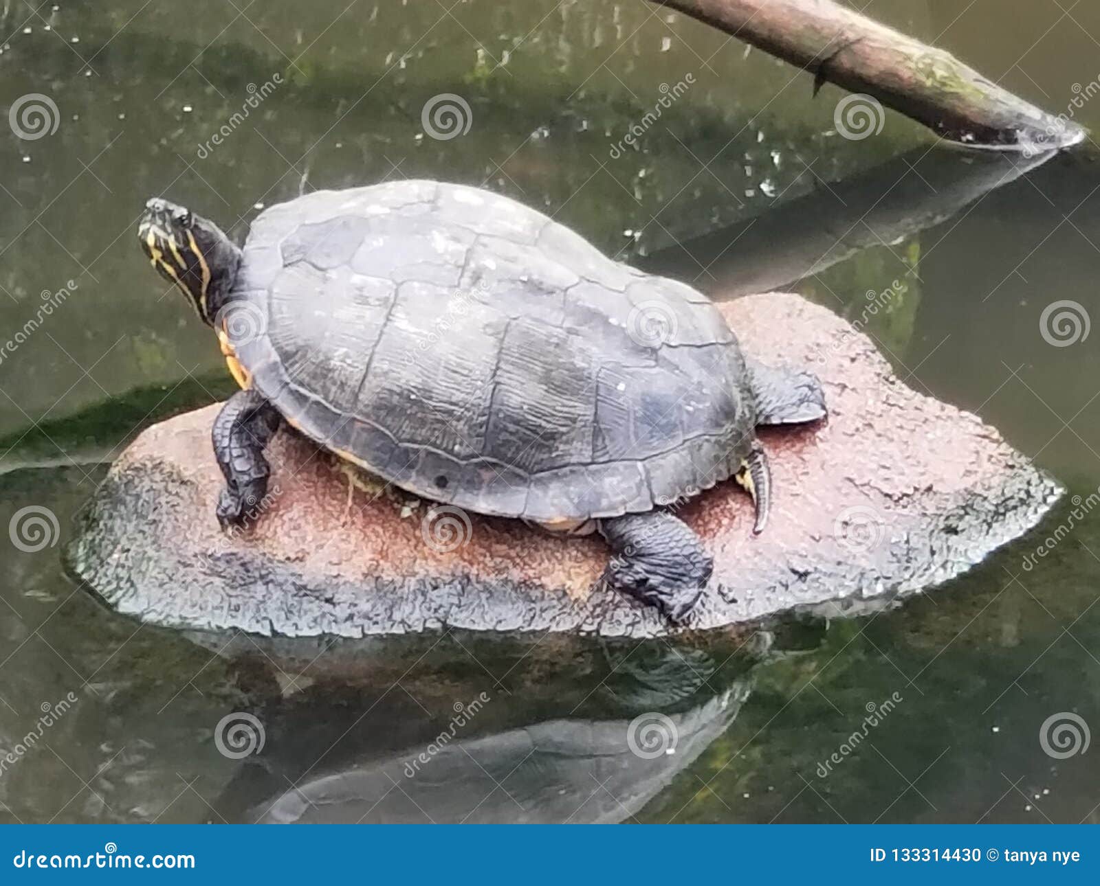 Yellow bellied stock photo. Image of yellow, bellied - 133314430