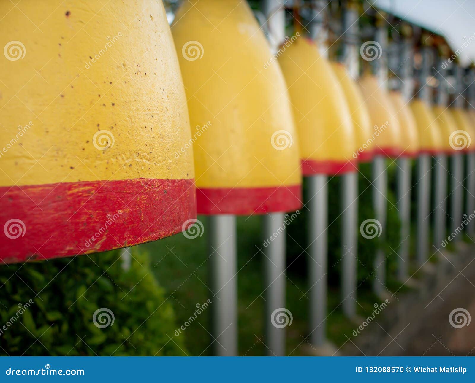 Yellow Bells Red Edge Arranged Stock Photo - Image of background, green ...