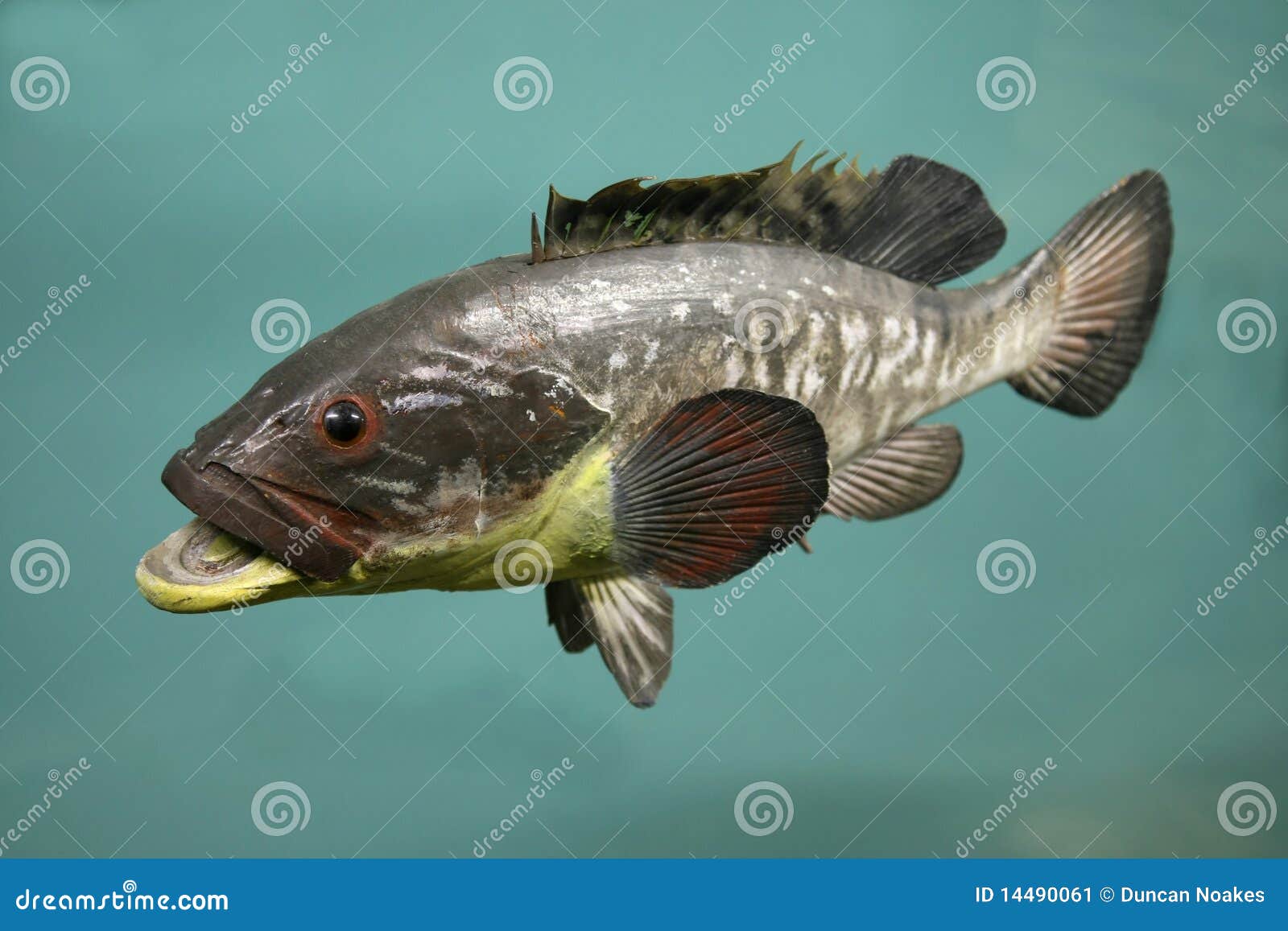 Yellow Belly Fish stock image. Image of brown, scale - 14490061