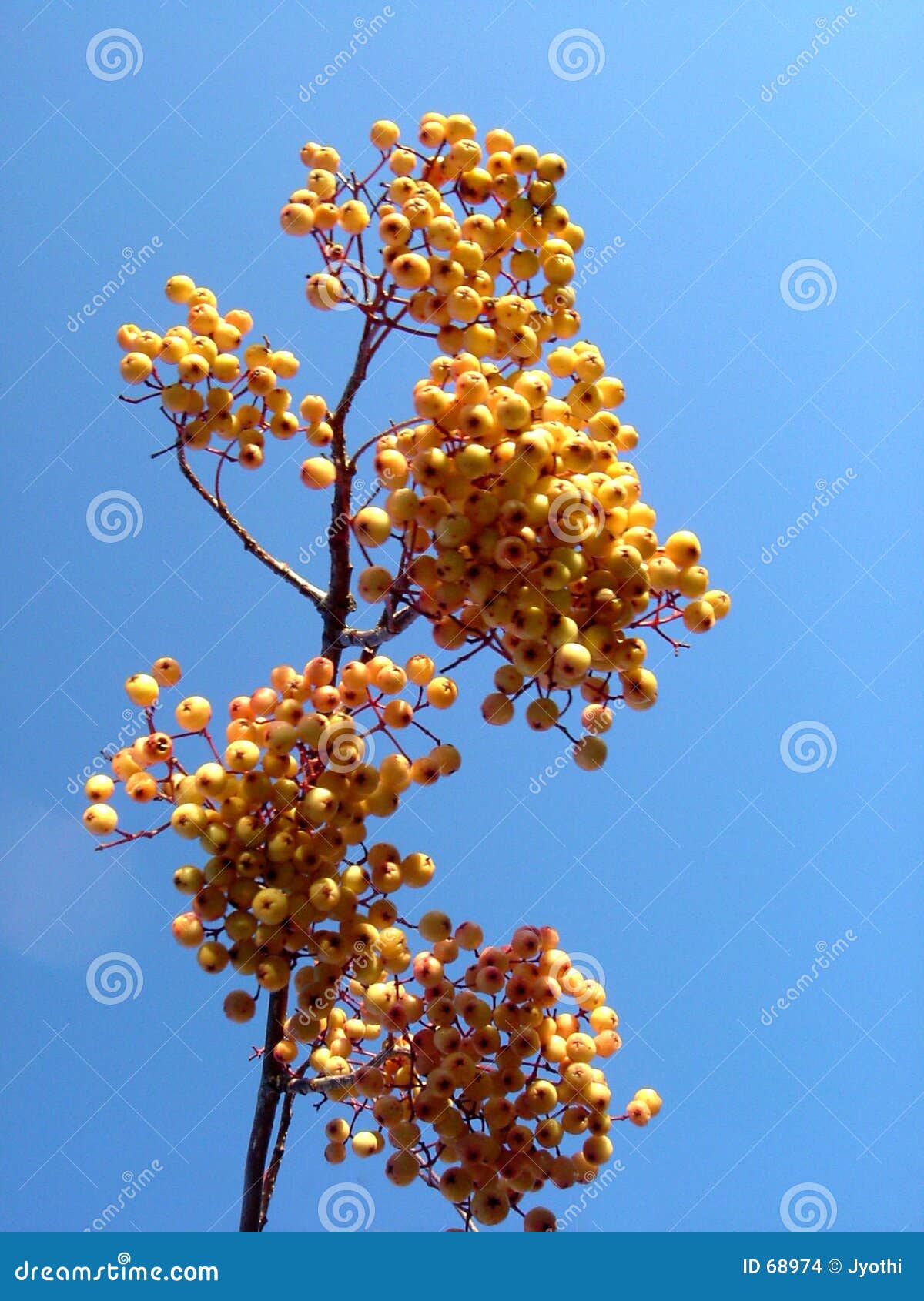 Yellow berries stock photo. Image of light, sweet, background - 68974