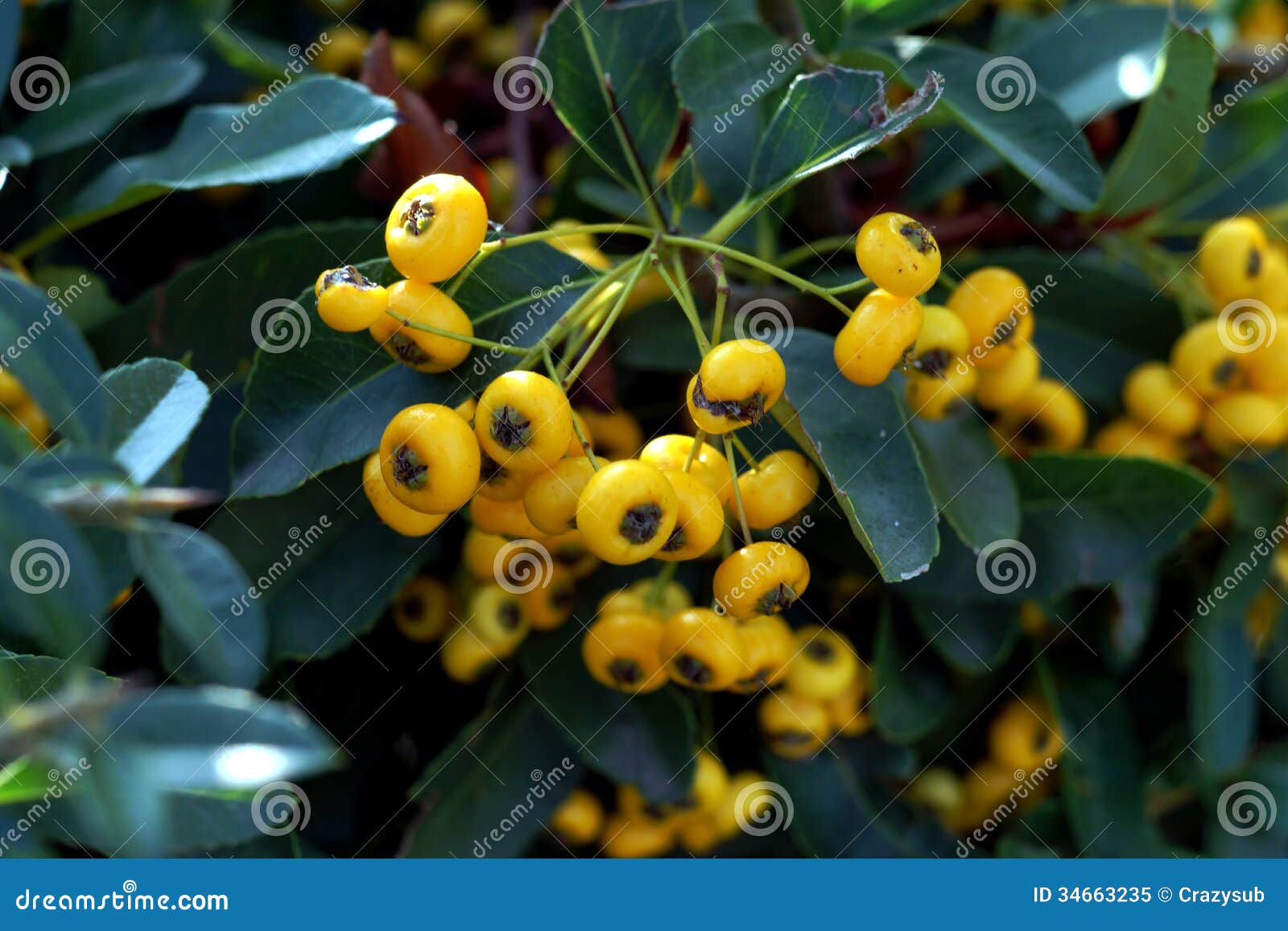 Yellow Berries stock image. Image of toxic, street, nature - 34663235