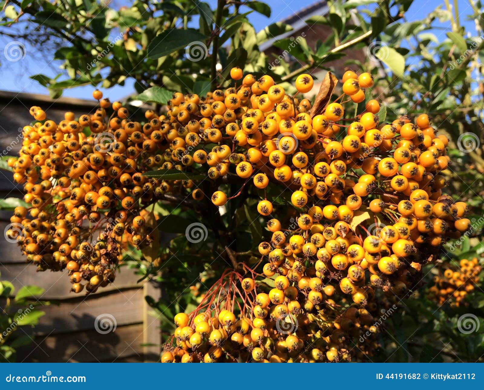 Yellow berries stock photo. Image of berries, bush, deep - 44191682