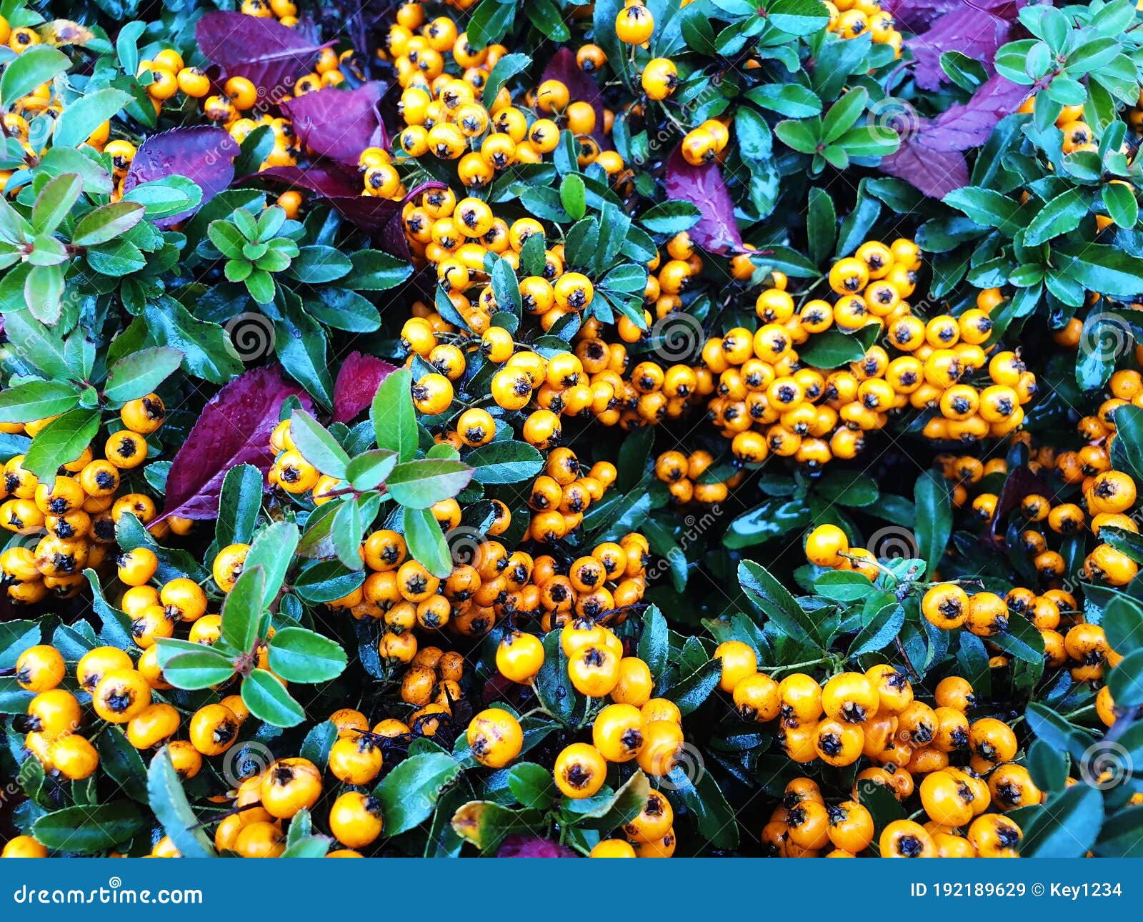 Yellow Berries Pyracantha or Cotoneaster Stock Image - Image of brown ...
