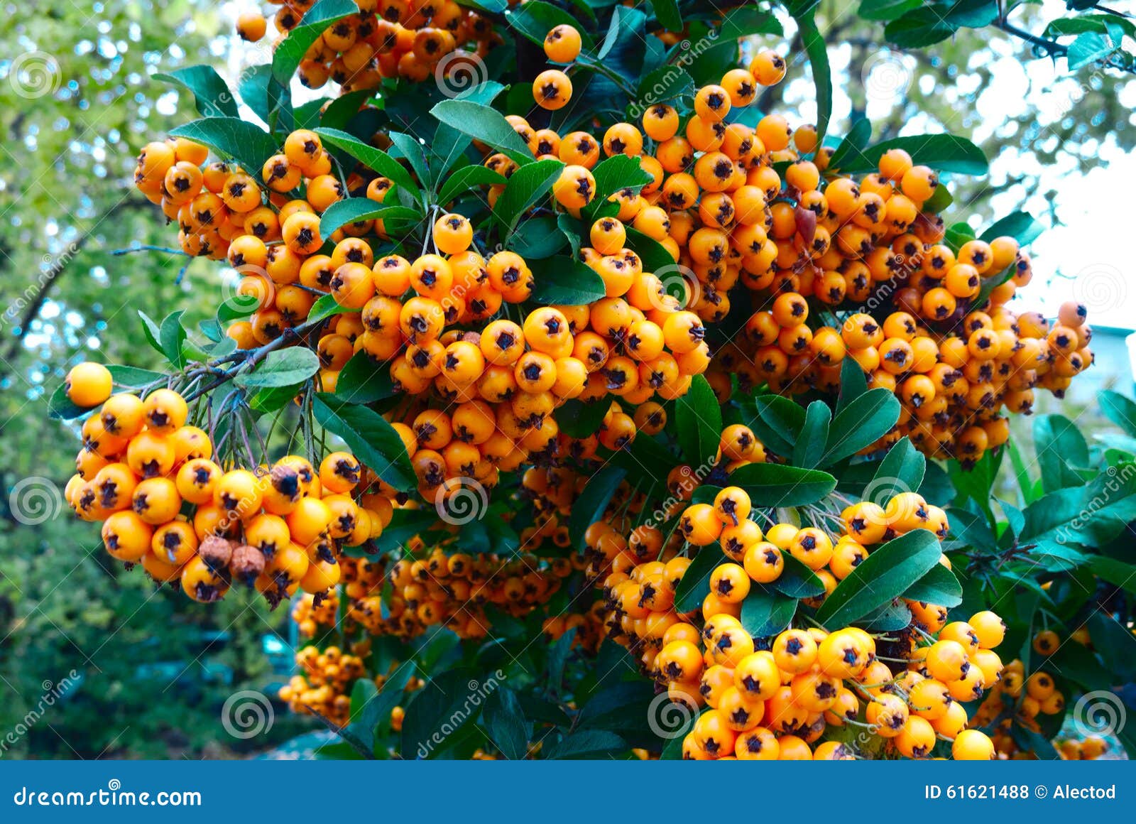 Yellow Berries of a Pyracantha (firethorn) Stock Photo - Image of ...