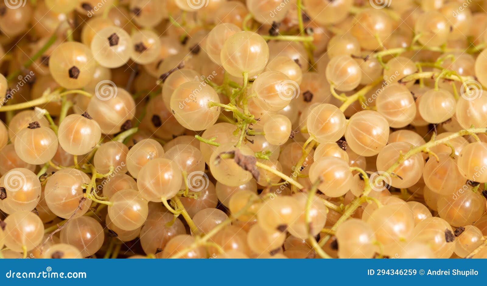 Yellow Berry On Tree Royalty-Free Stock Photo | CartoonDealer.com ...