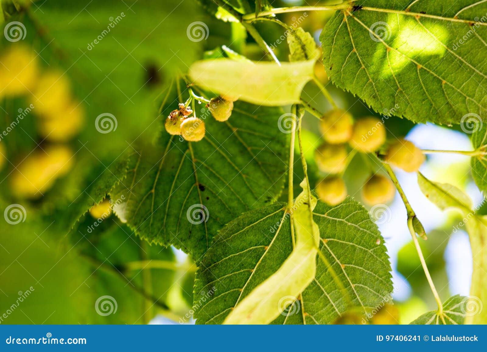 Yellow Berry Tree in a Park Stock Image - Image of colorful, floral ...