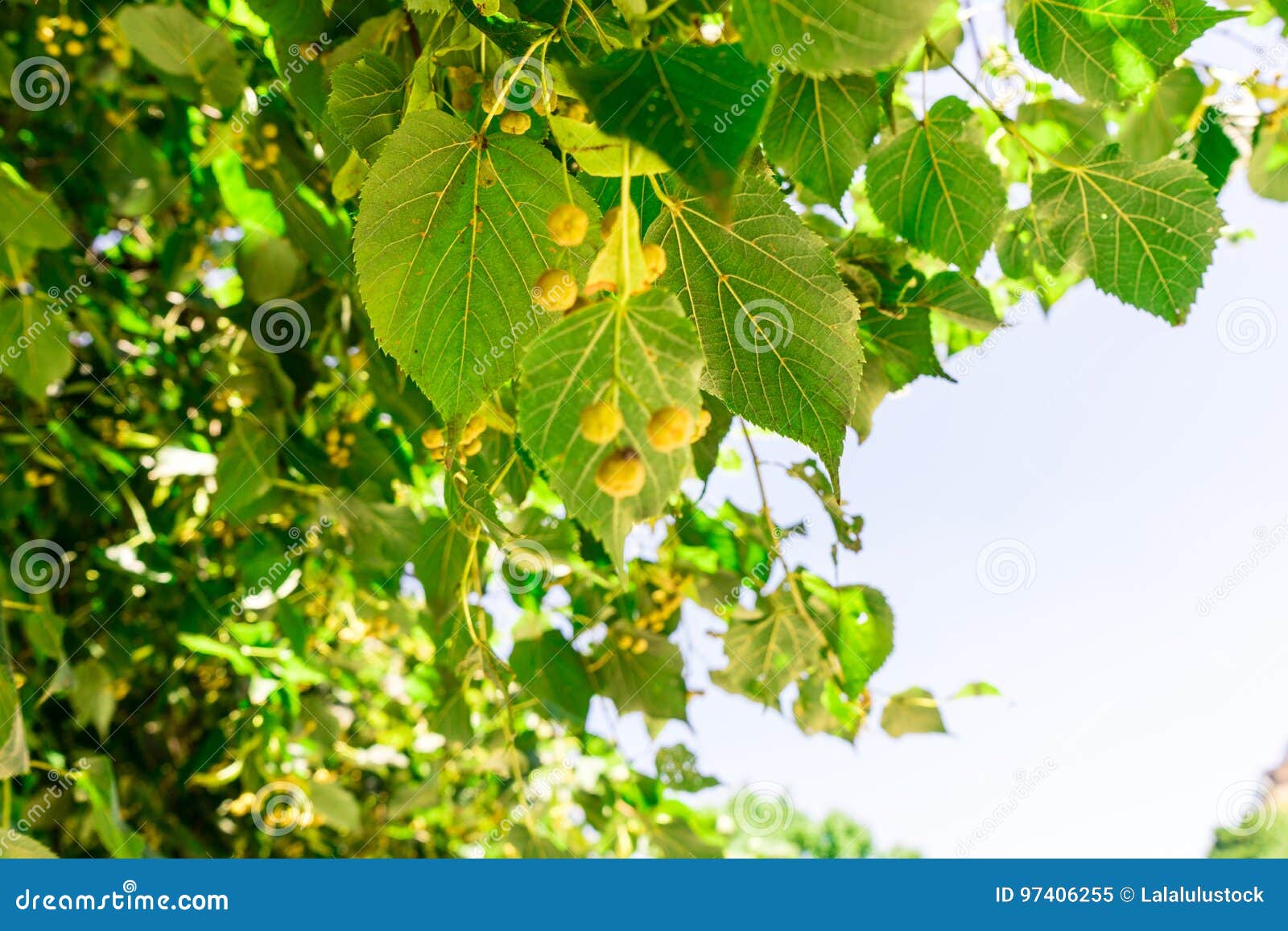 Yellow Berry Tree in a Park Stock Image - Image of holly, background ...