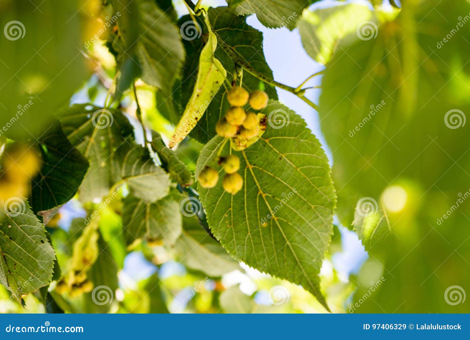 Yellow Berry Tree in a Park Stock Image - Image of berry, nature: 97406329