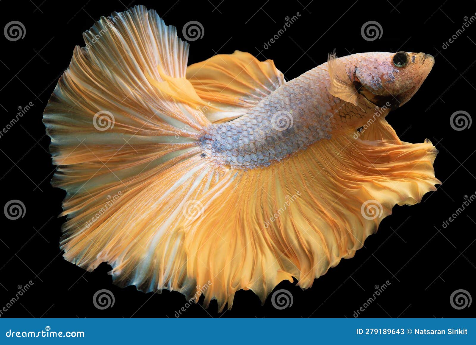 The Yellow Betta Fish on the Black Background Creates a Captivating and ...