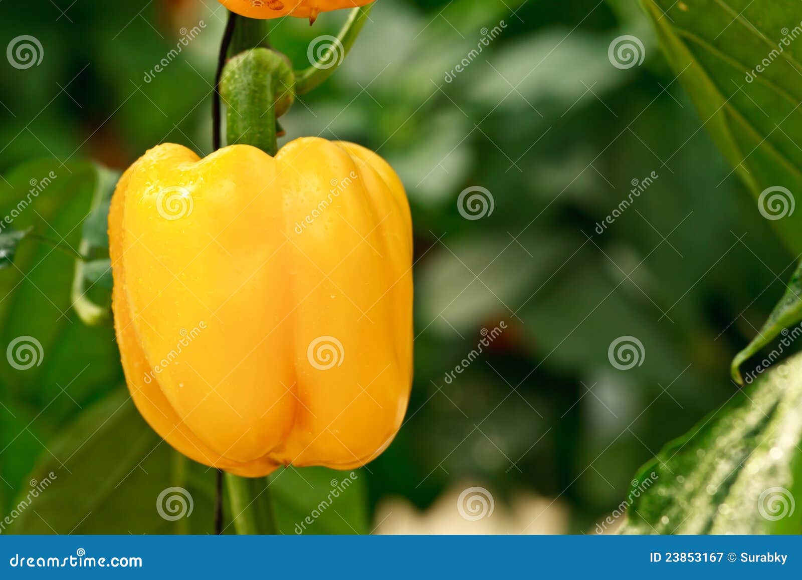 Yellow big chilli stock image. Image of flow, capsicum - 23853167