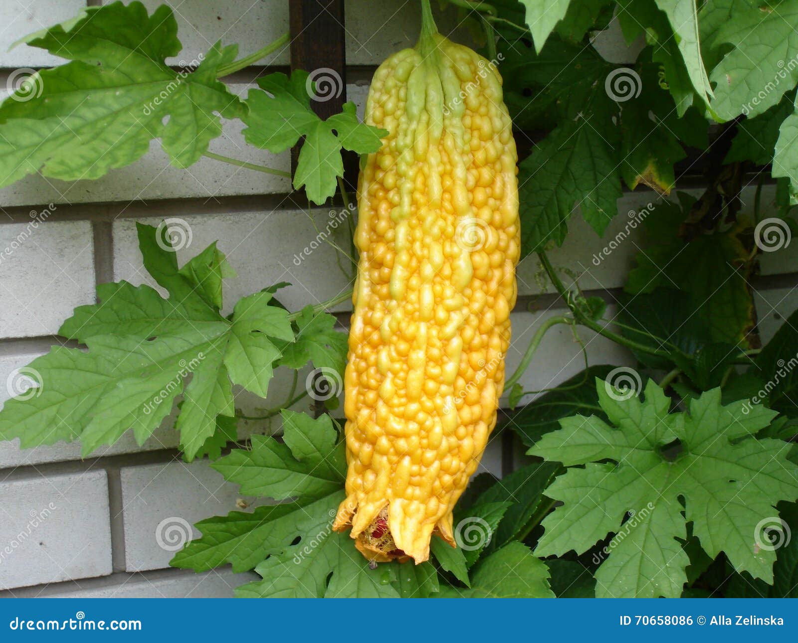 Yellow Big Exotic Fruit in the Garden Stock Photo - Image of outdoor ...