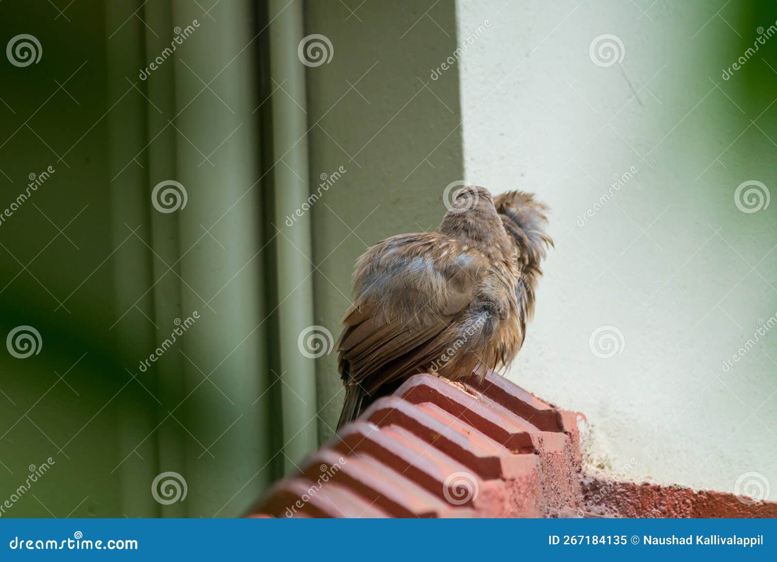 Yellow billed babbler stock image. Image of bird, affinis - 267184135