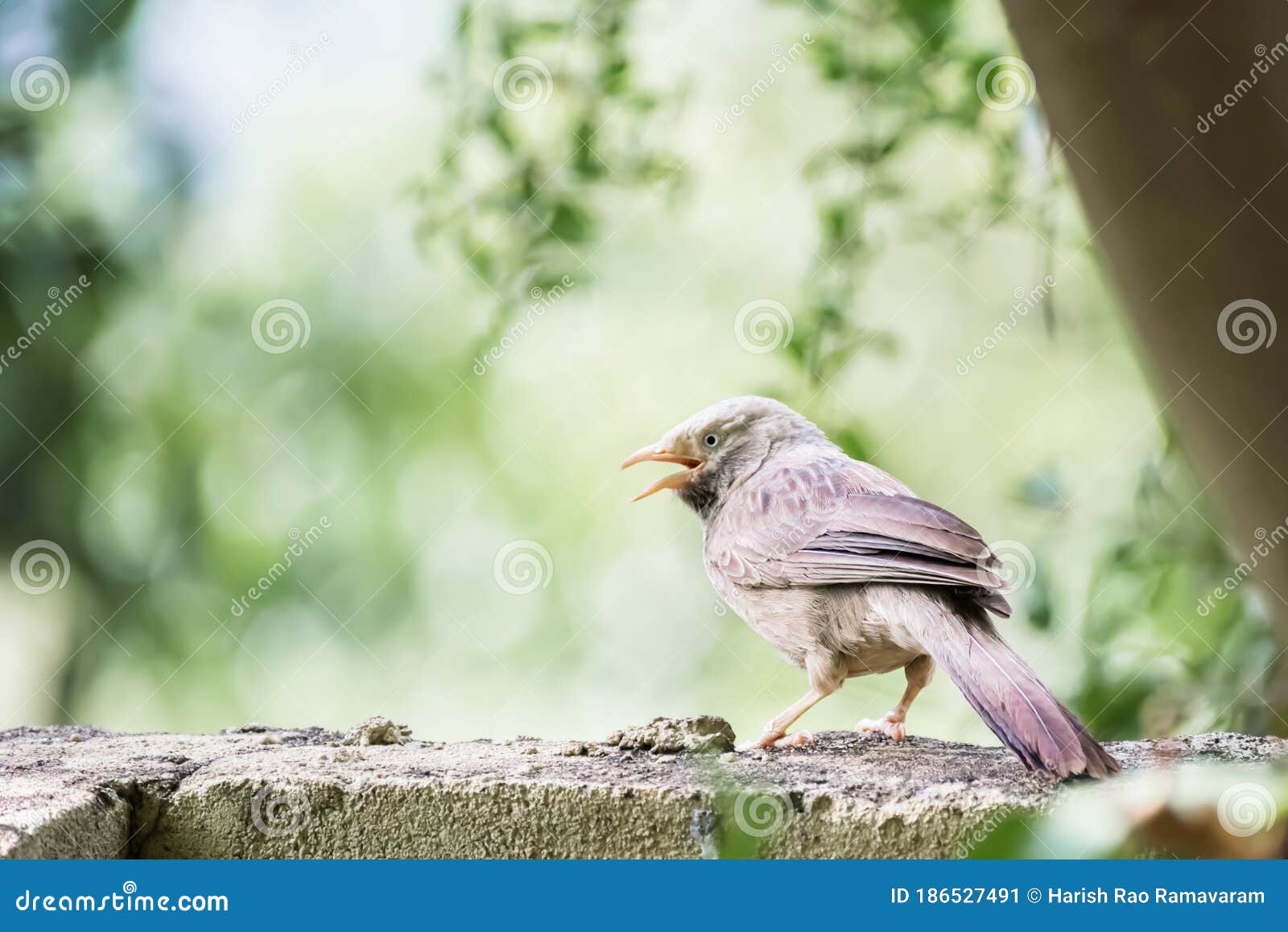 Yellow Billed Babbler Captured while Perching on a Wall and Singing ...