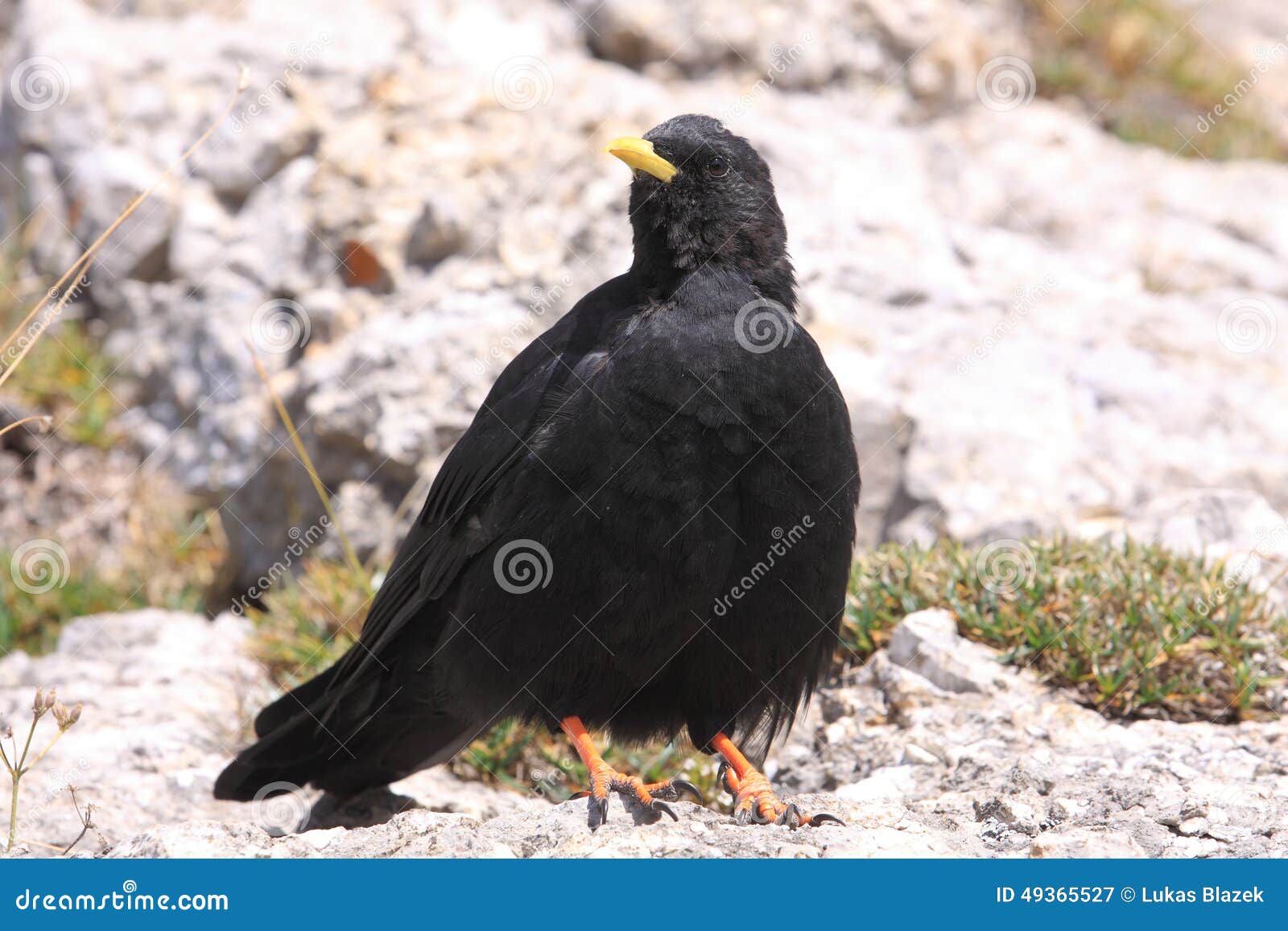 Yellow-billed chough stock image. Image of chough, black - 49365527