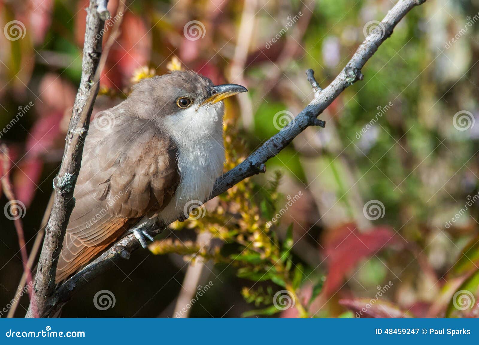 Yellow-billed Cuckoo stock image. Image of flight, leaf - 48459247