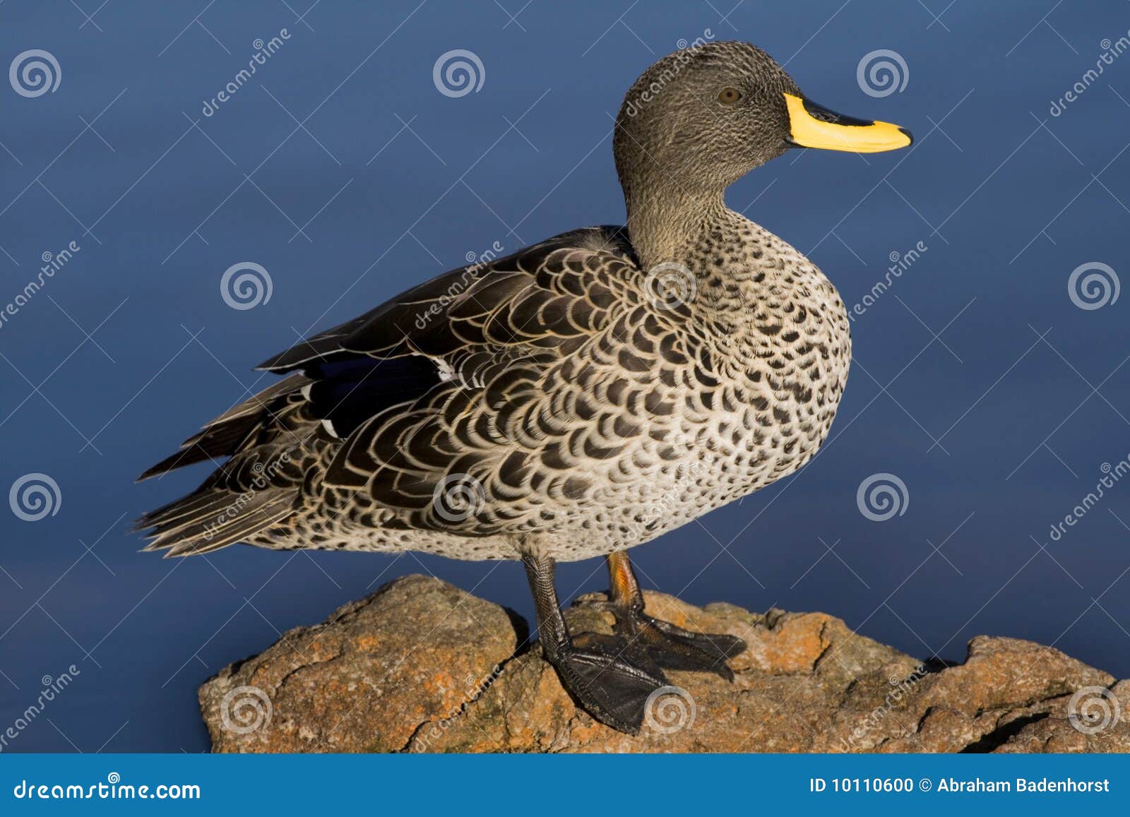 Yellow-billed duck stock photo. Image of milnerton, birds - 10110600