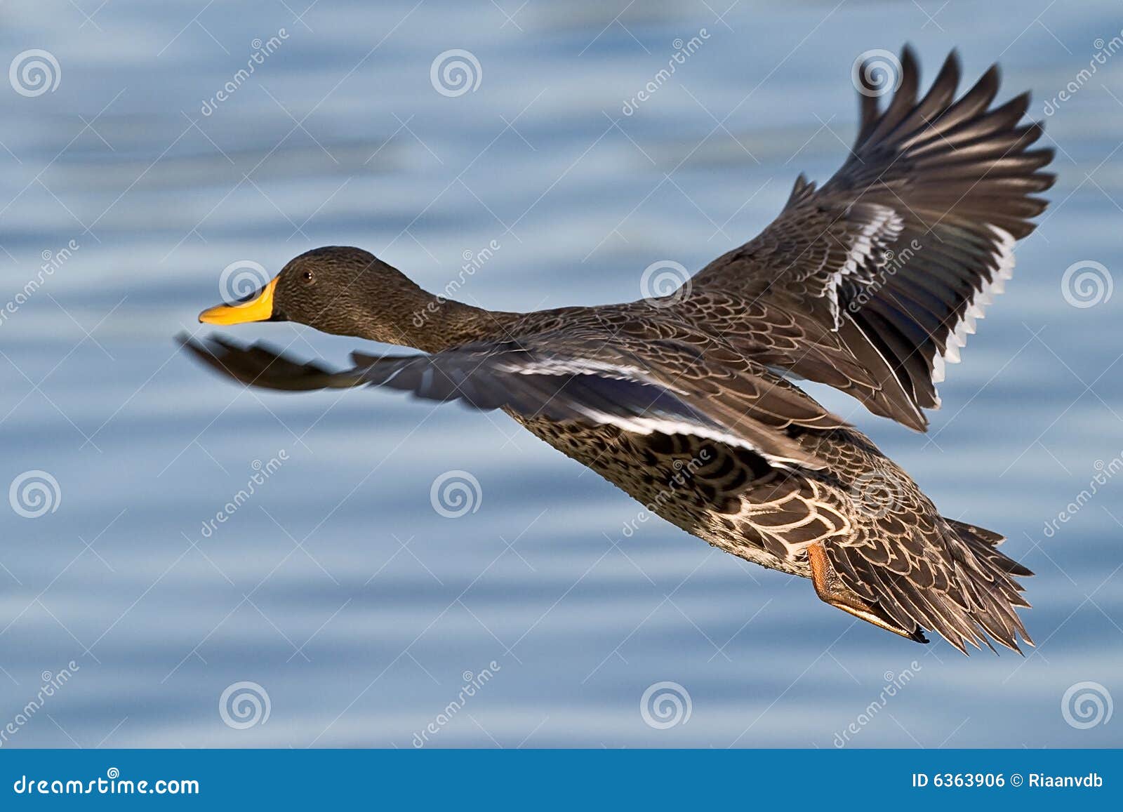 Yellow billed Duck stock photo. Image of wingspan, plumage - 6363906