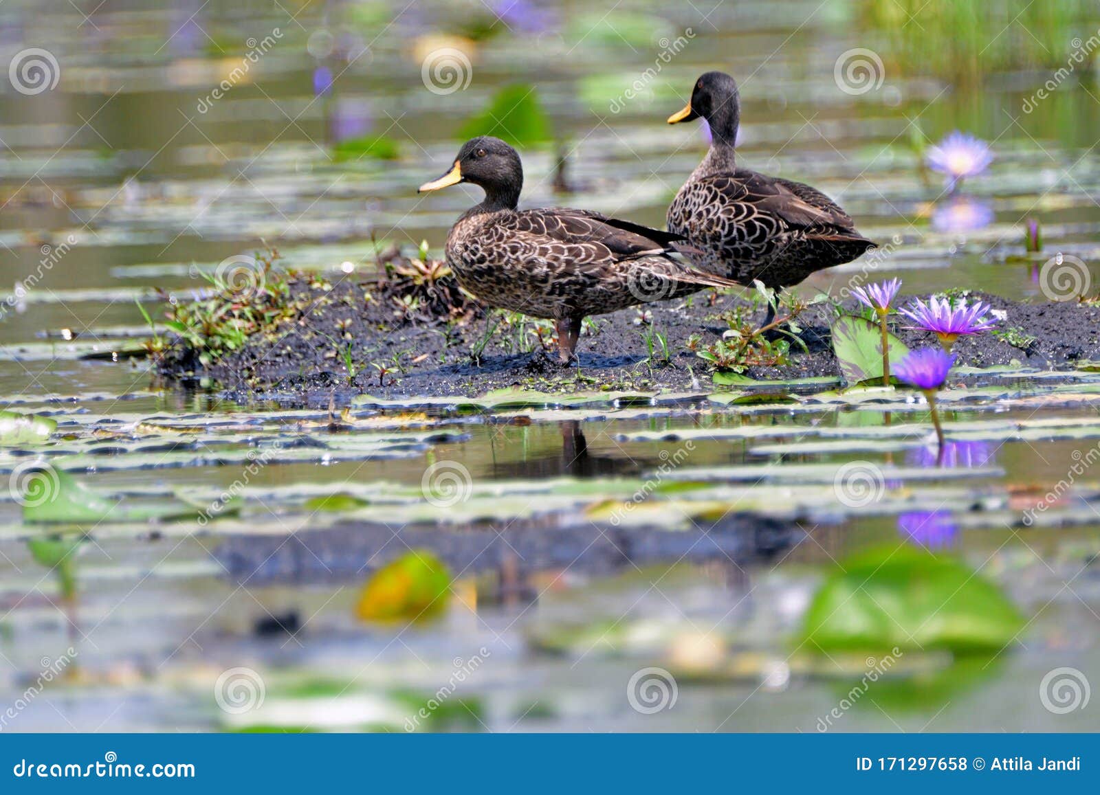 Yellow-billed Duck, Mabamba Bay, Uganda Stock Photo - Image of common ...