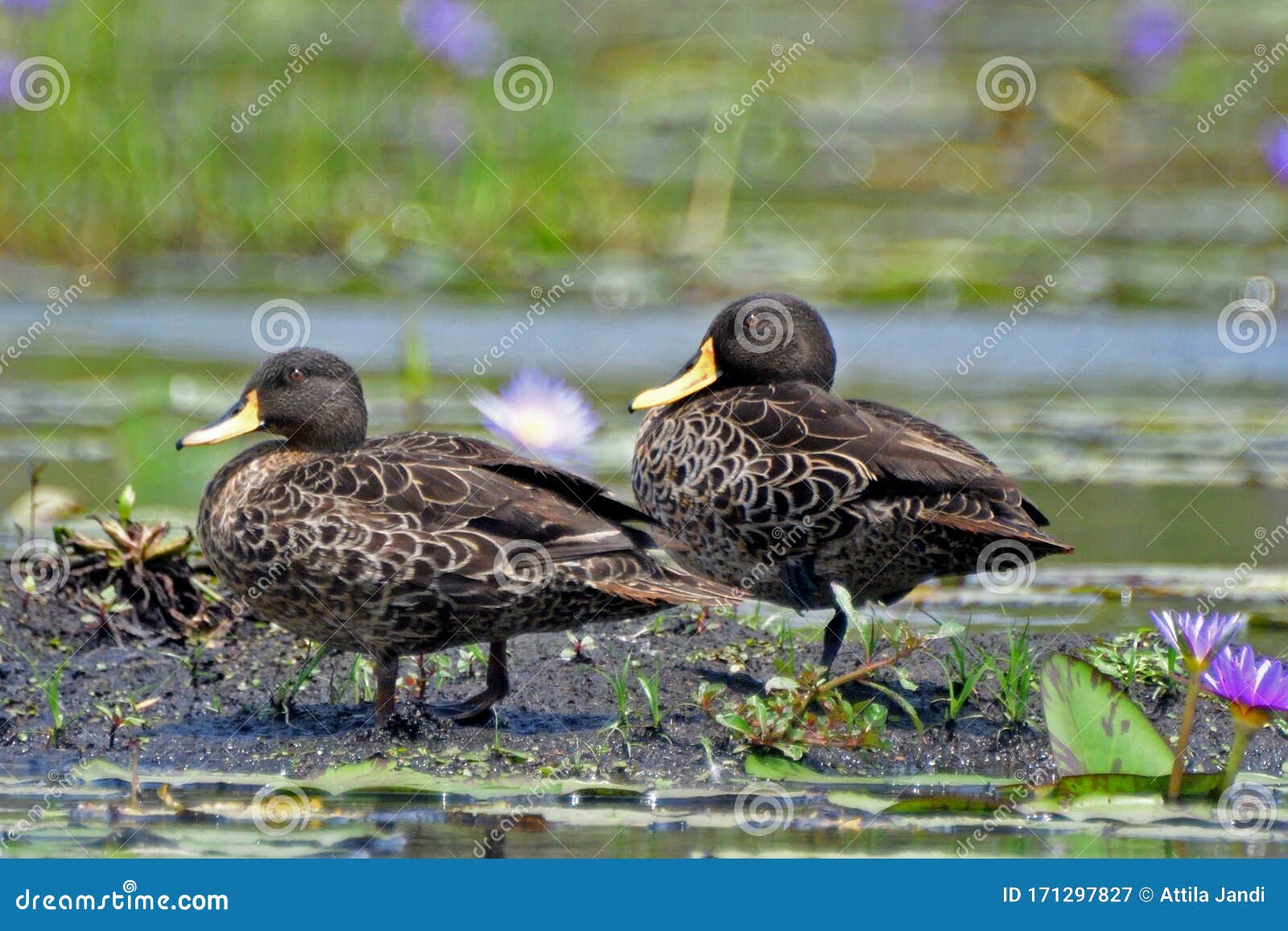 Yellow-billed Duck, Mabamba Bay, Uganda Stock Image - Image of feed ...