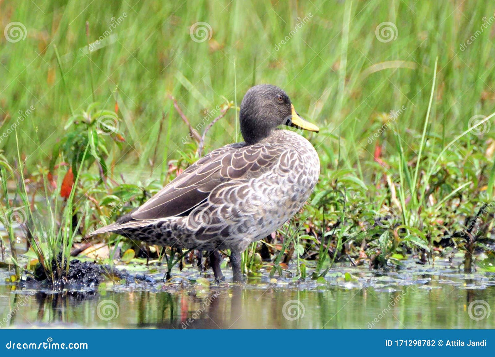 Yellow-billed Duck, Mabamba Bay, Uganda Stock Photo - Image of mara ...