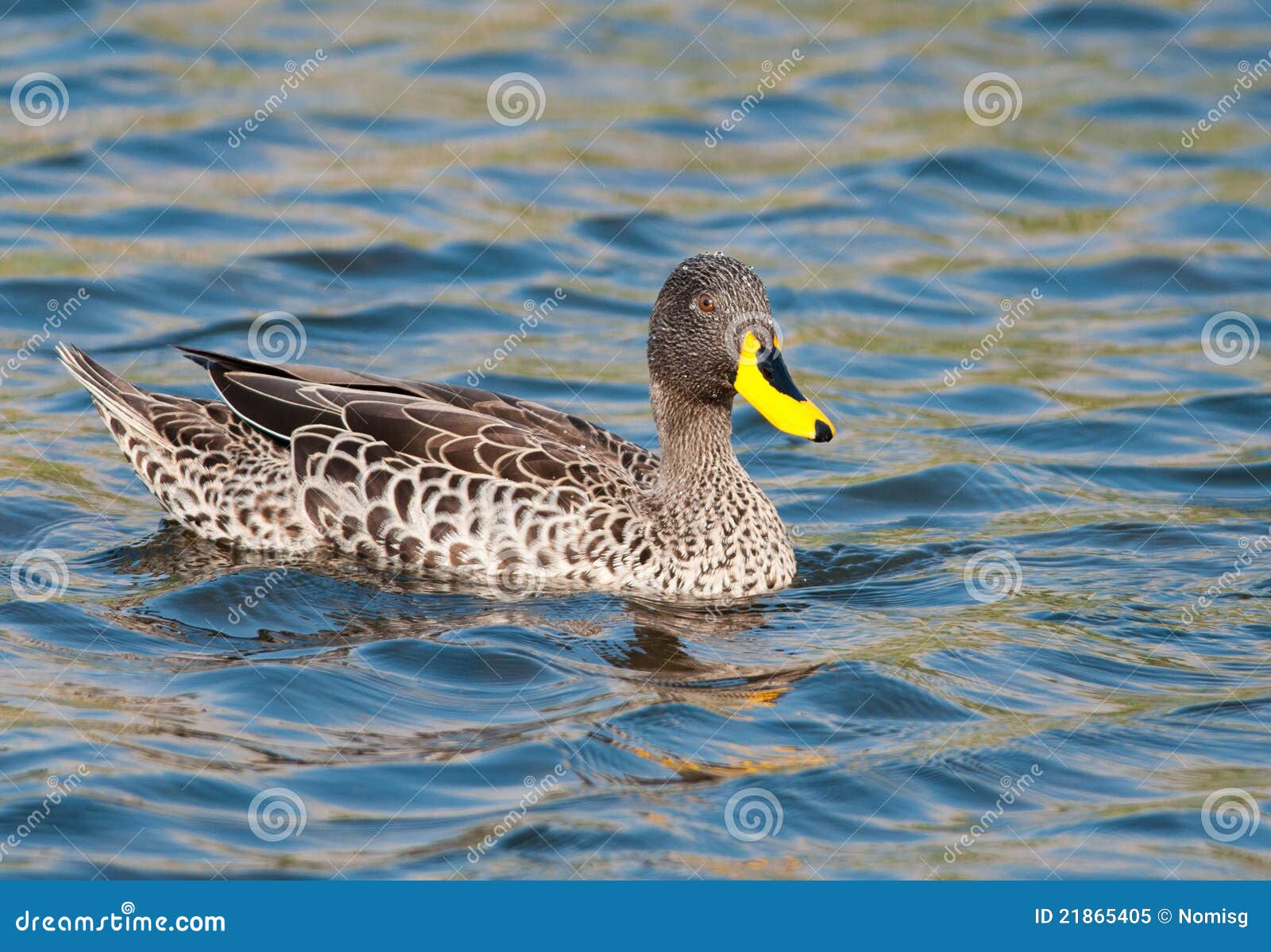 Yellow-billed duck right stock image. Image of dabbling - 21865405