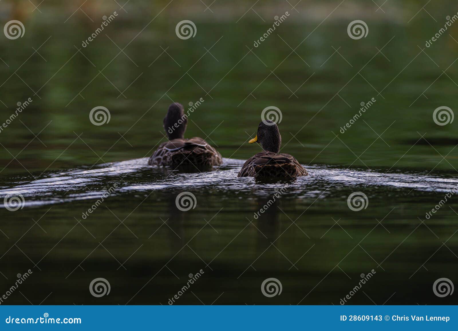 Yellow-Billed Ducks Rear stock image. Image of rear, lens - 28609143