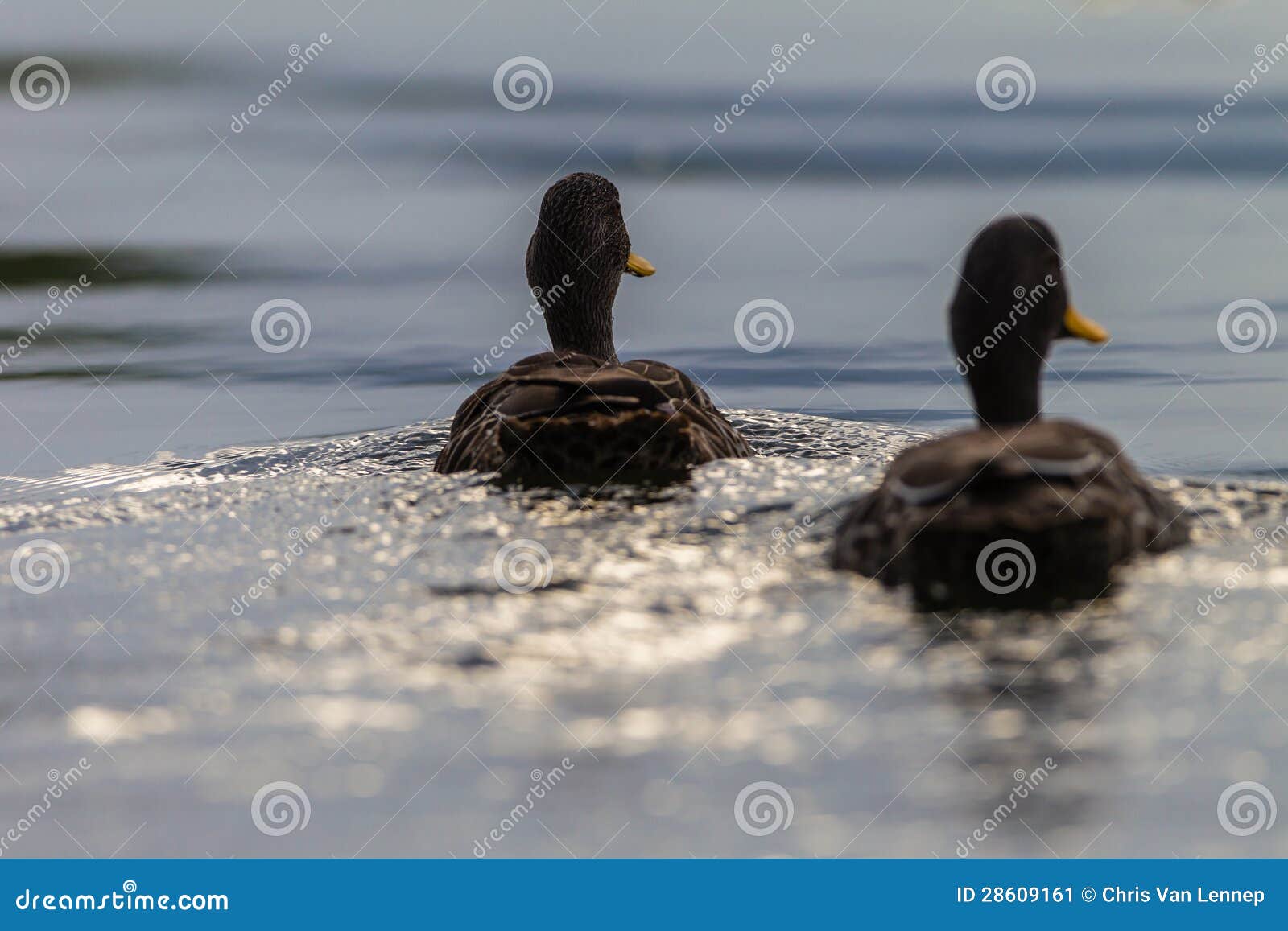 Yellow-Billed Ducks Rear stock image. Image of nature - 28609161