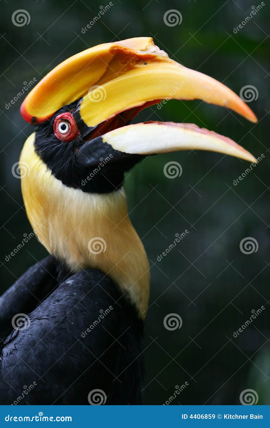 Yellow Billed Hornbill stock image. Image of paradise - 4406859